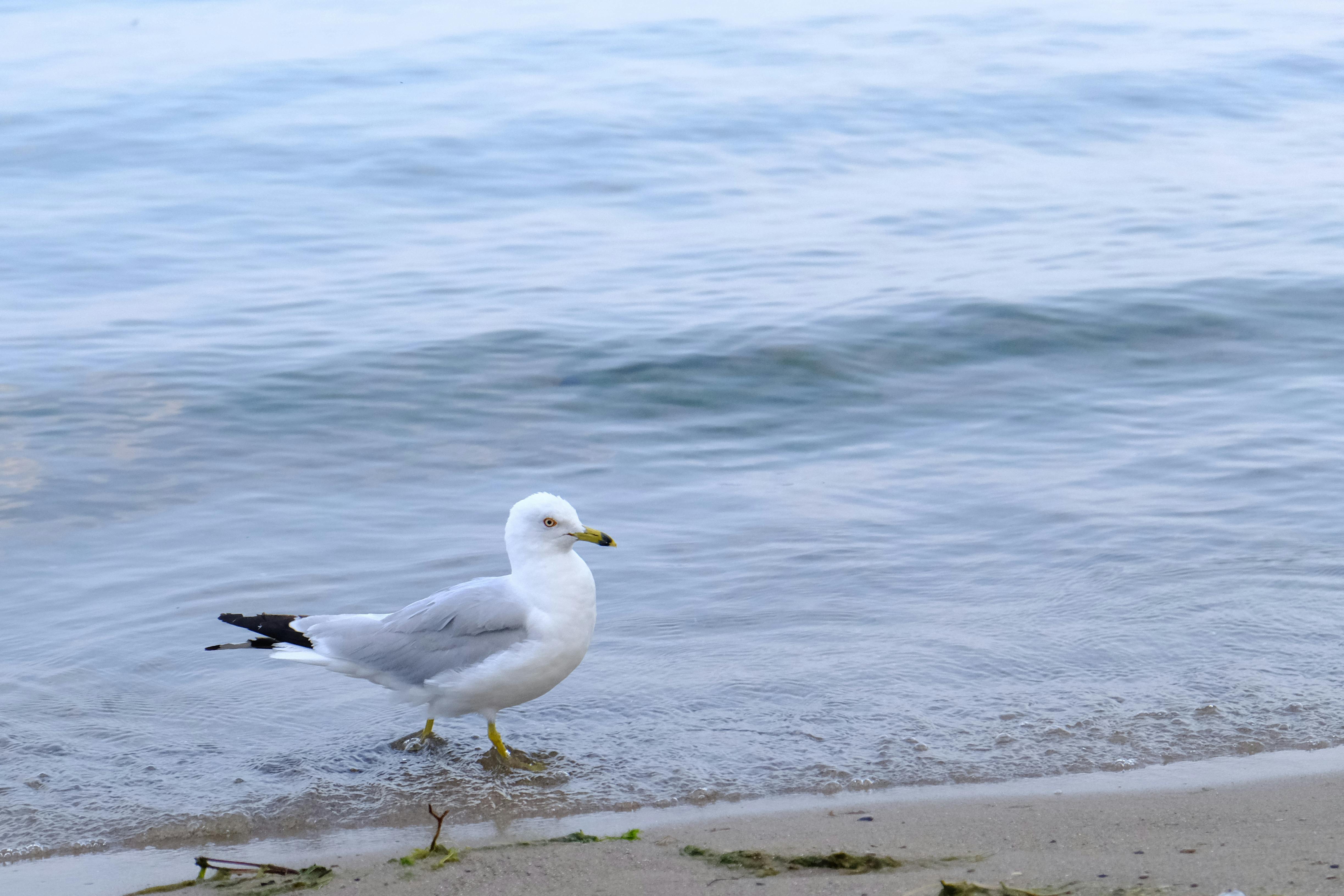 Aditya Oberai - Photography