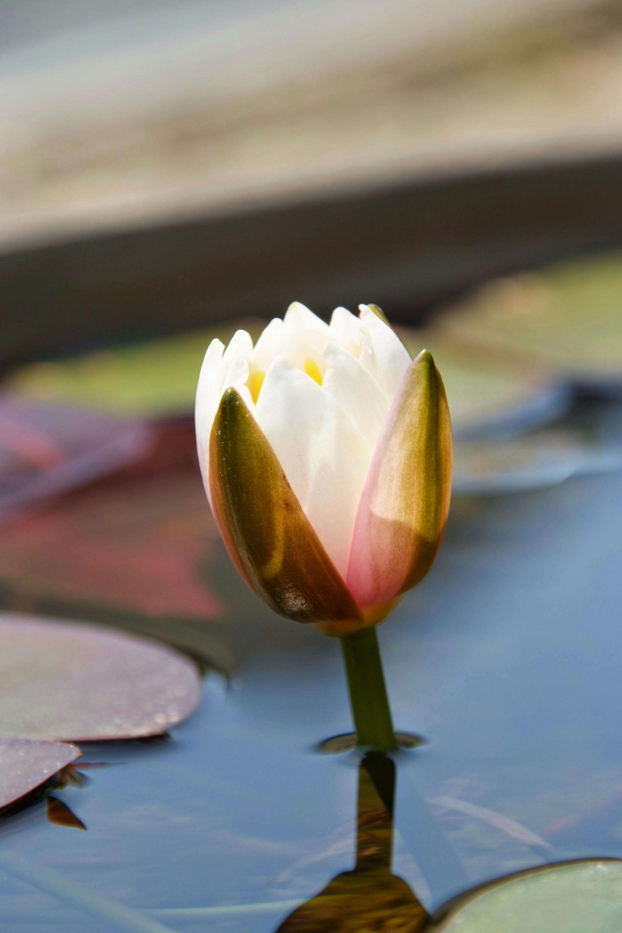 Calming Photos, Download The BEST Free Calming Stock Photos & HD Images