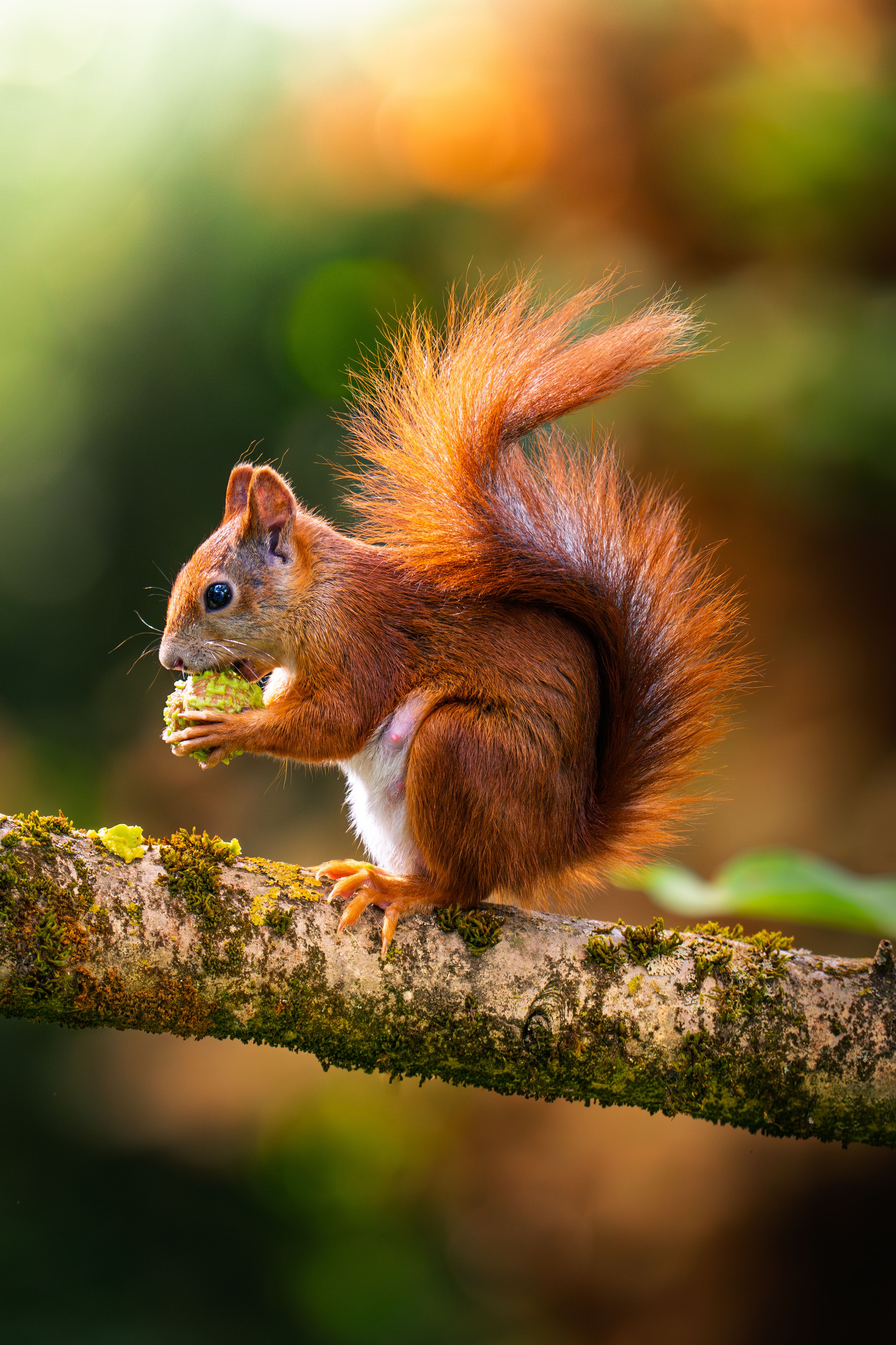 Red Squirrel Eating Nut on Tree Branch · Free Stock Photo