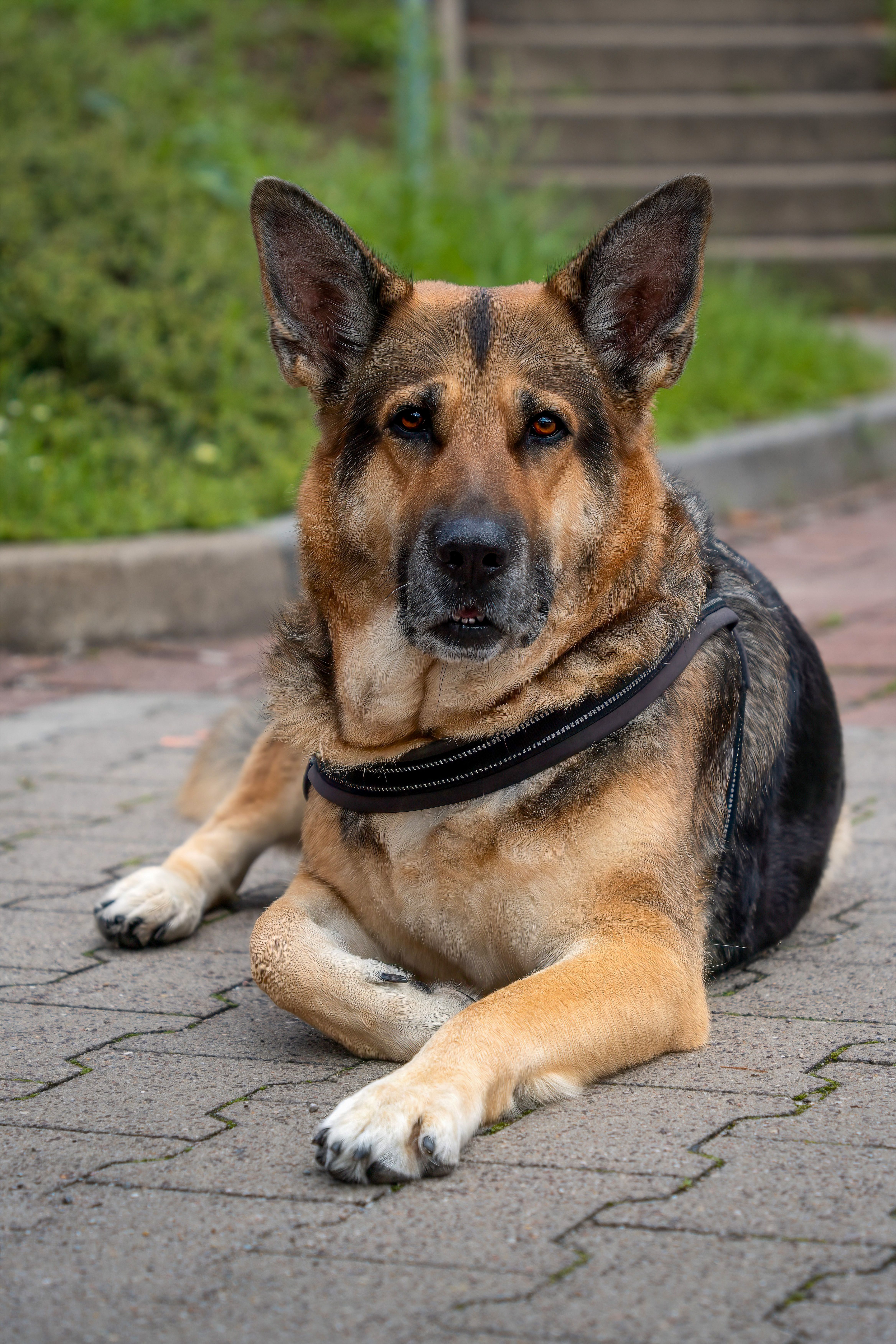 German Shepherd Photos, Download The BEST Free German Shepherd Stock ...