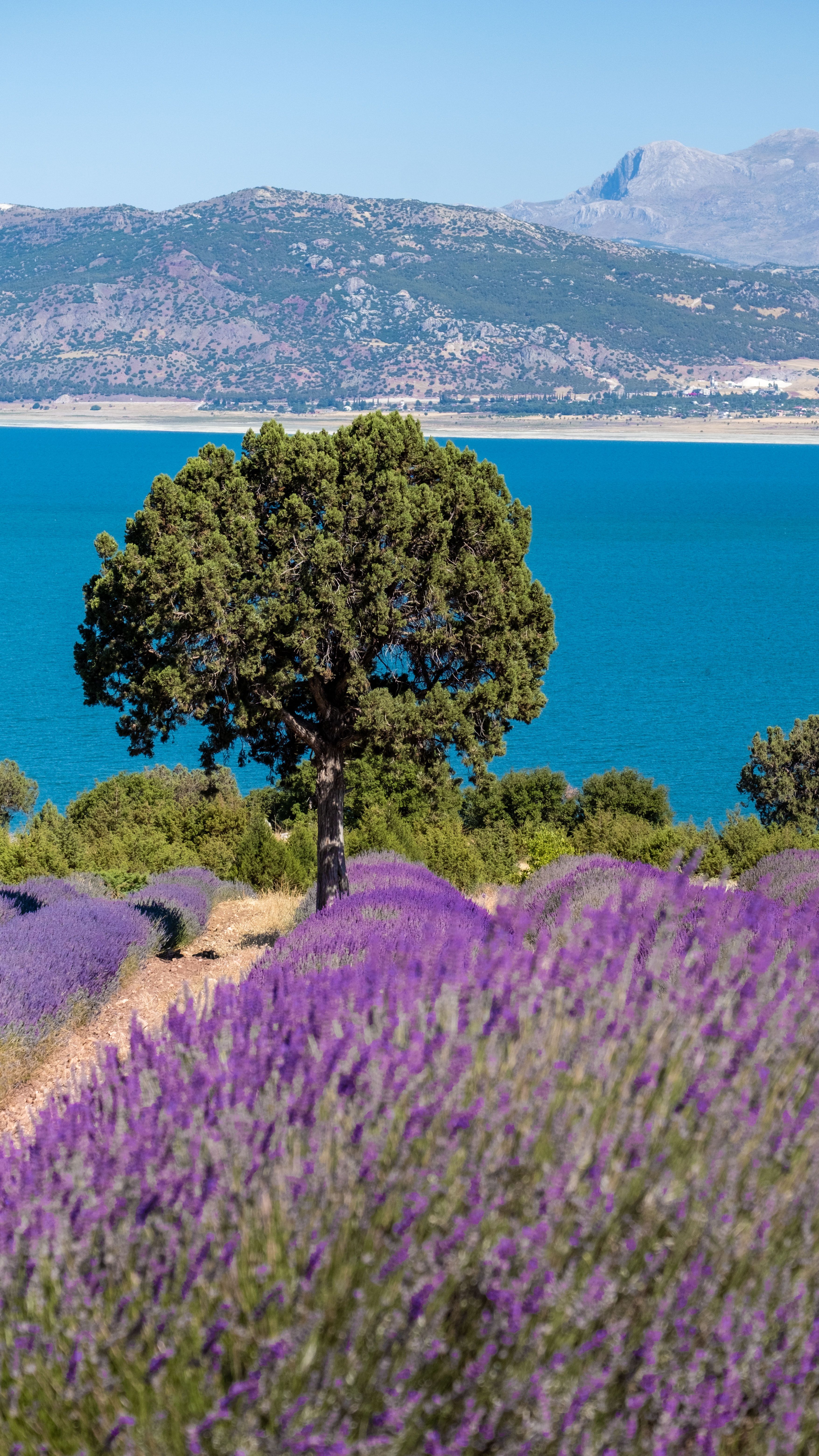 Flower Tree Naa Photos, Download The BEST Free Flower Tree Naa Stock ...