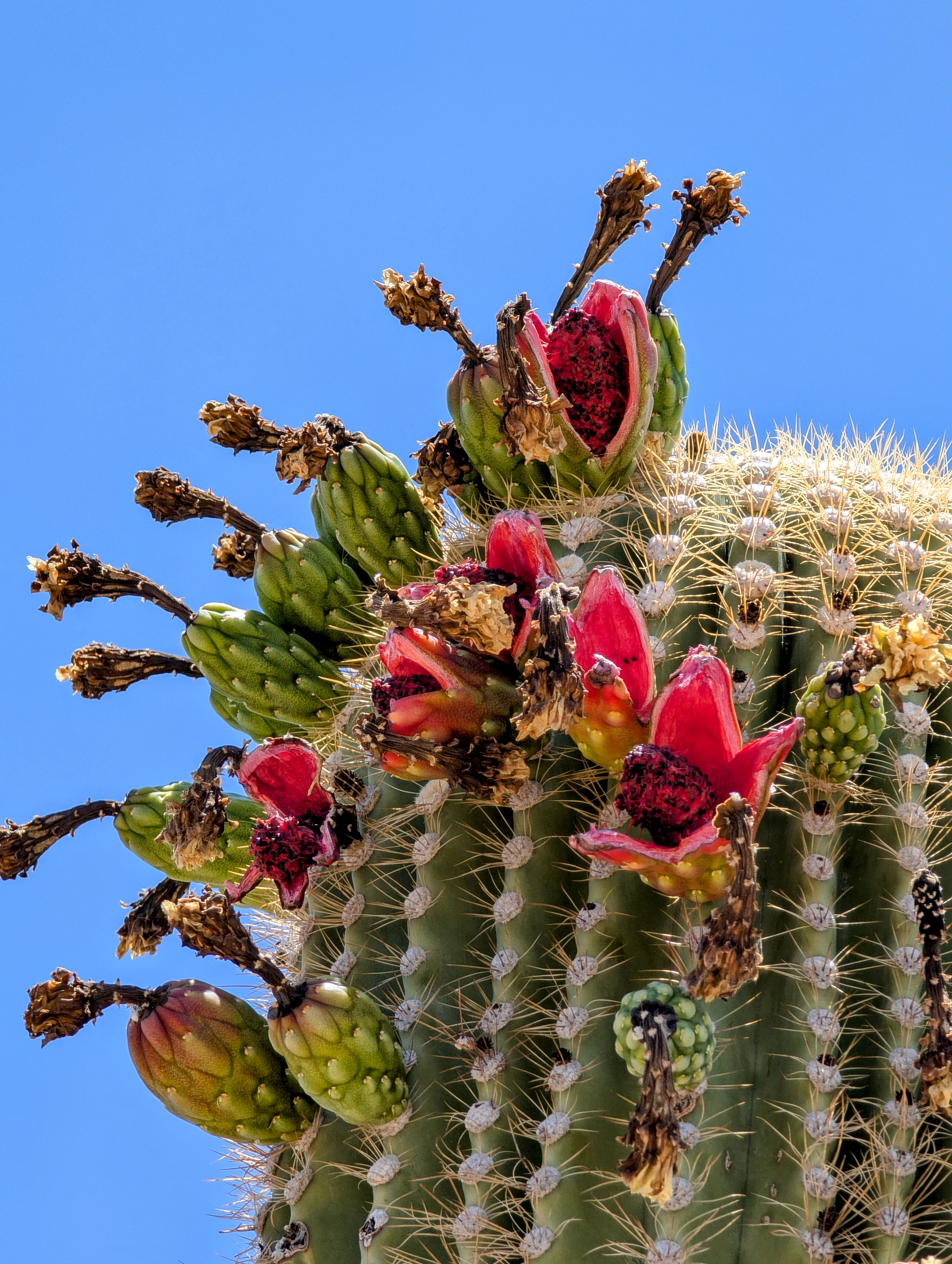 Vibrant blooming Saguaro cactus flowers under blue sky · Free Stock Photo