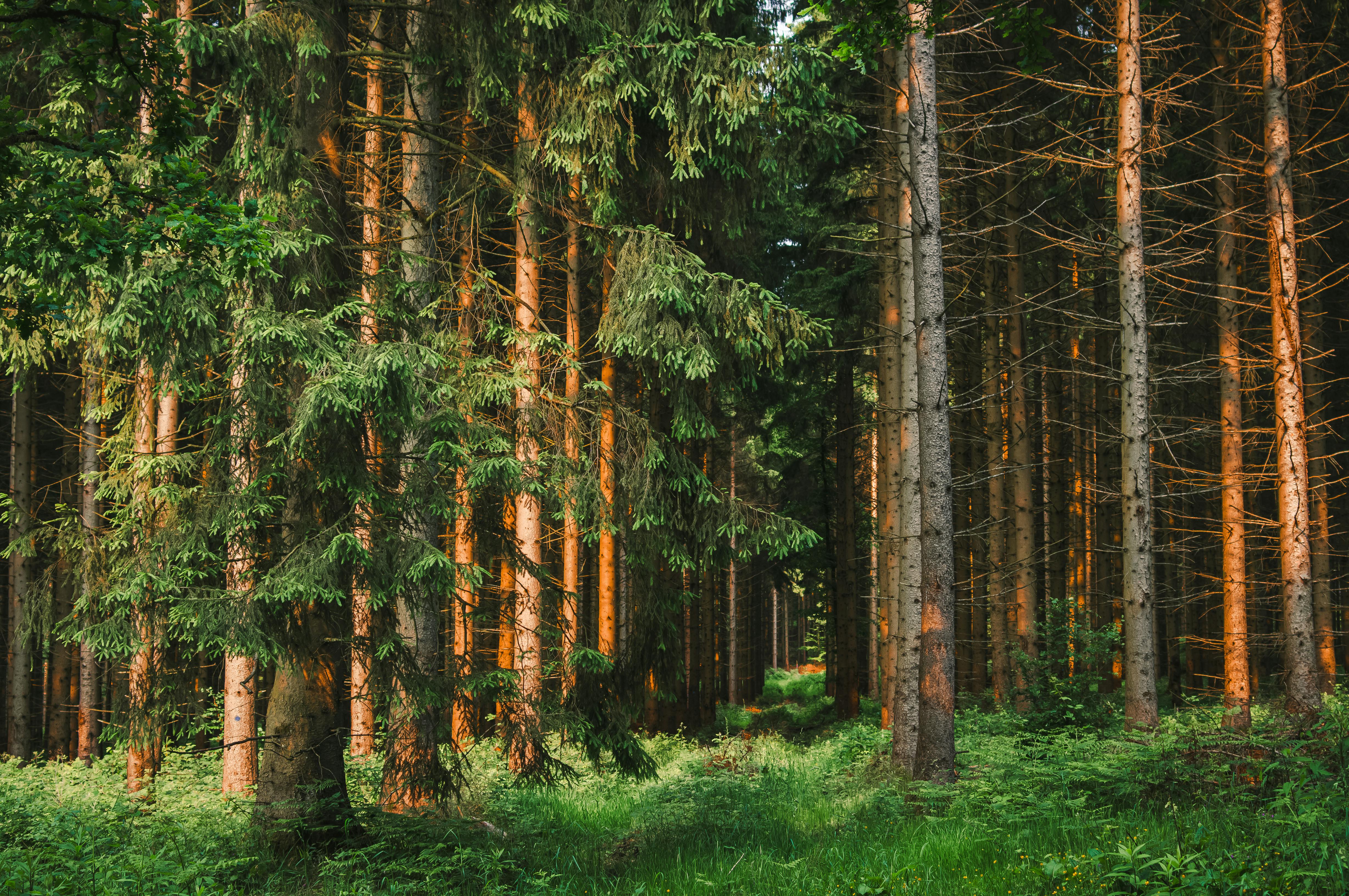 Sunlit Forest Pathway Surrounded by Pines · Free Stock Photo