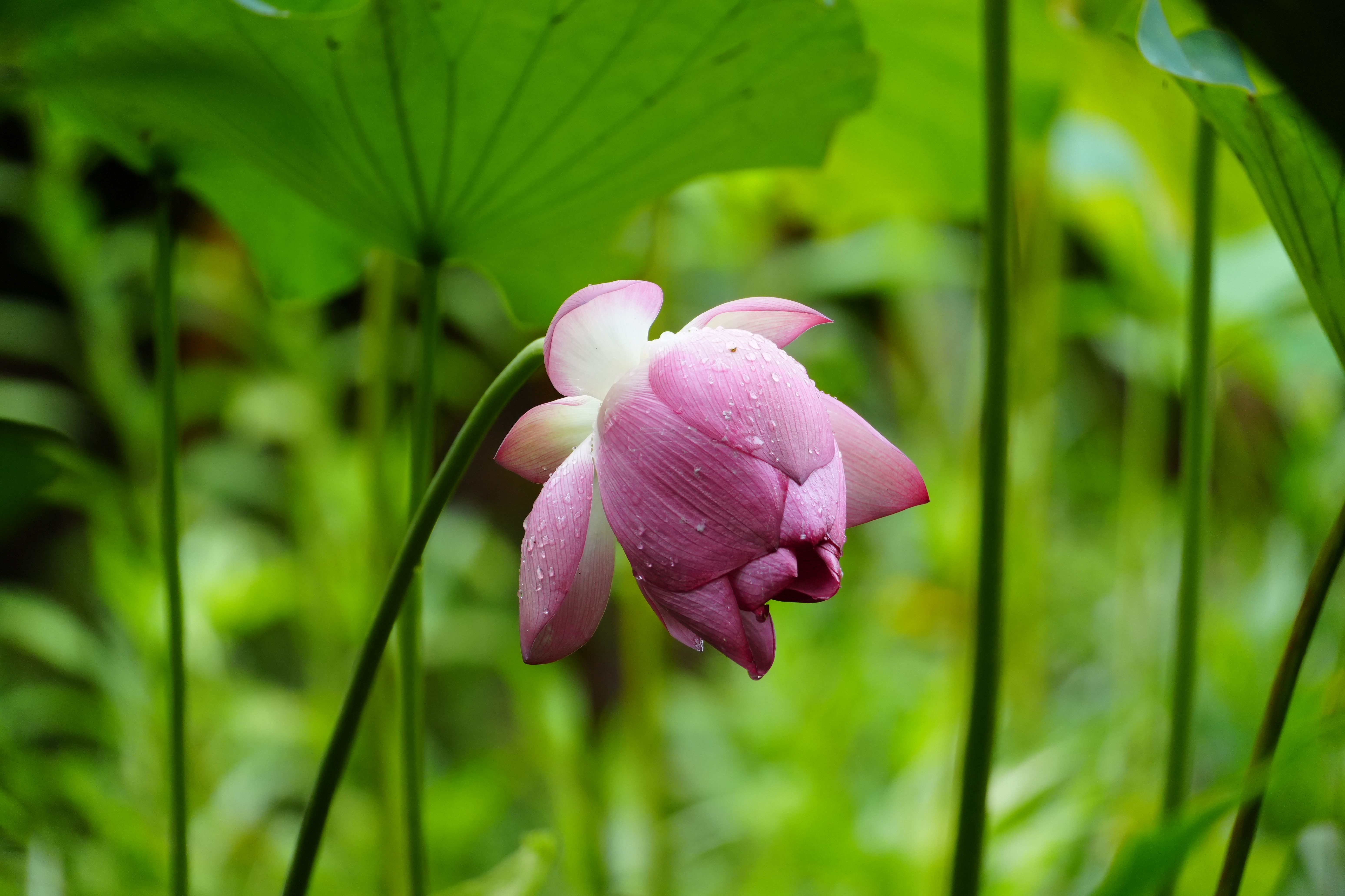 Pink Lotus Flower with Dew in Natural Setting · Free Stock Photo