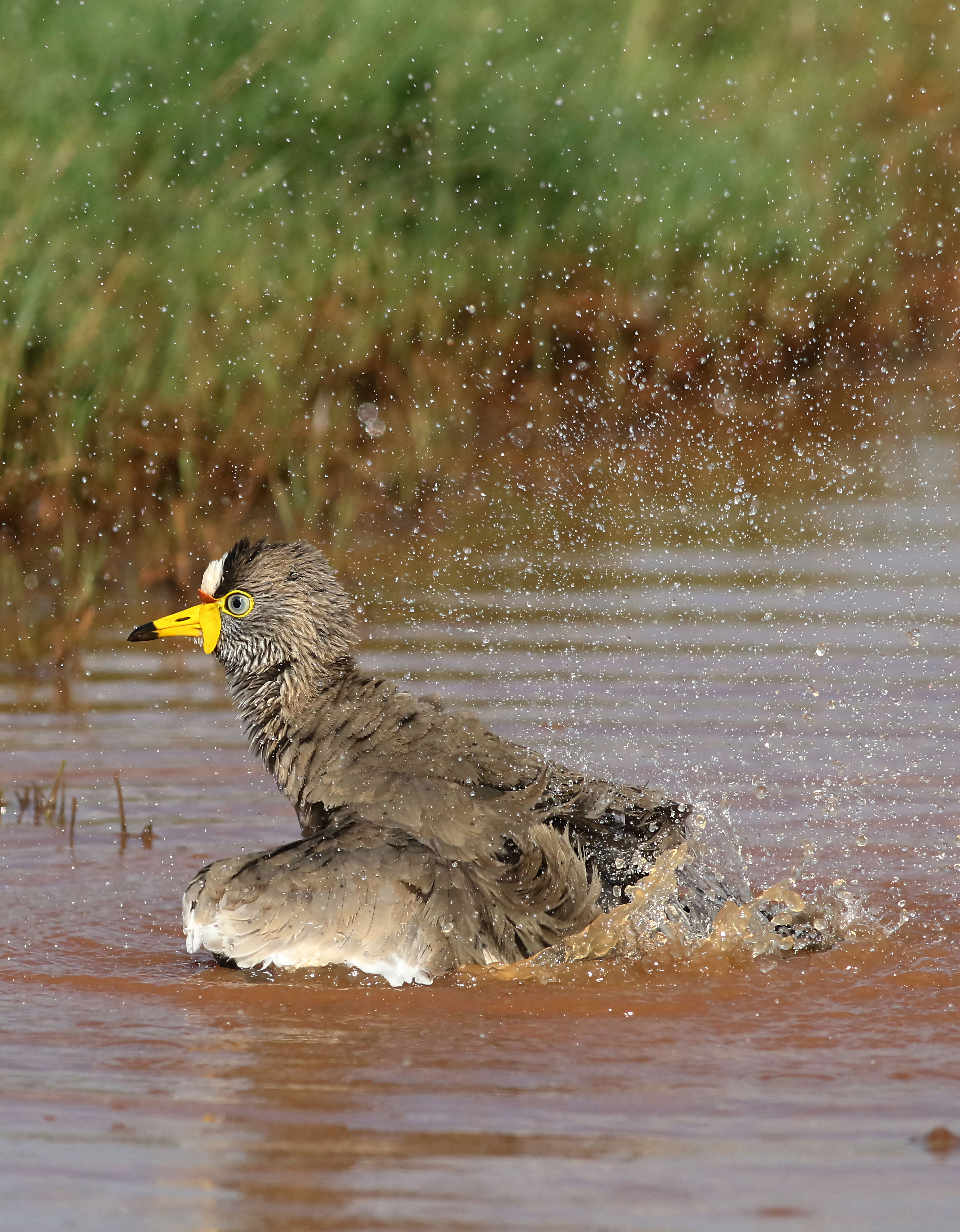 Bateleur Eagle Bathing in Muddy Water · Free Stock Photo