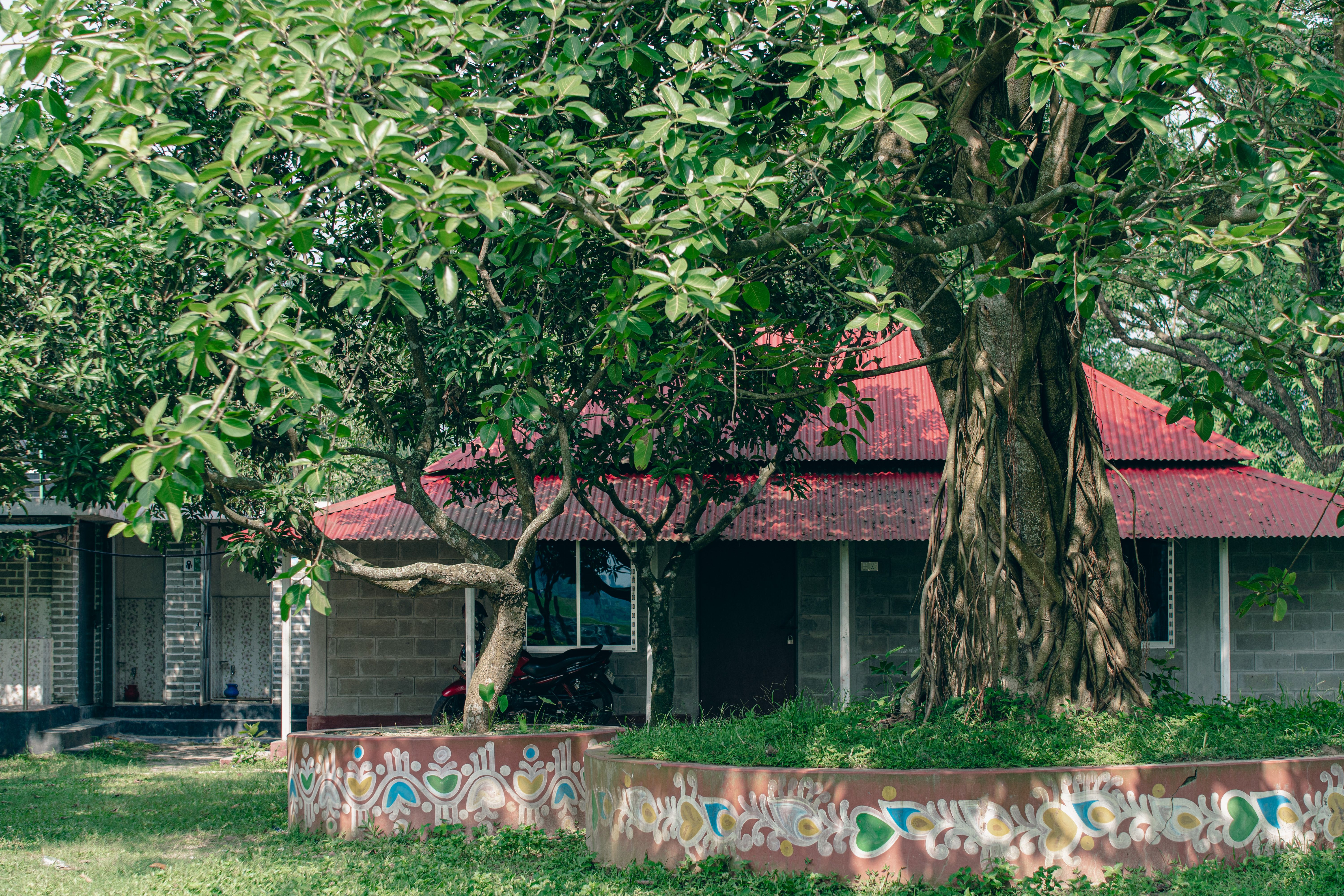Traditional House in Bangladesh with Banyan Tree · Free Stock Photo