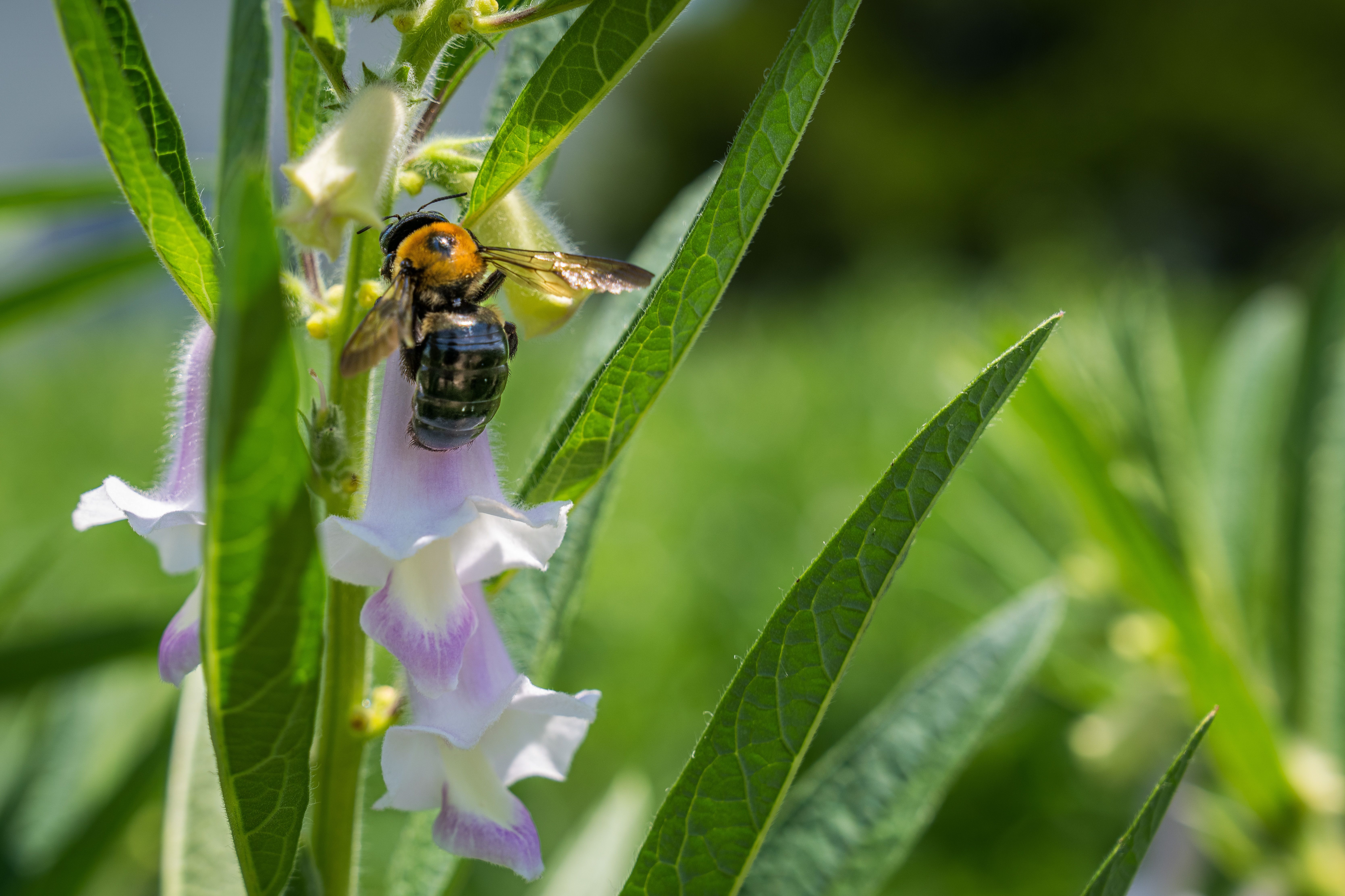 Bee Pollinating Flower on a Sunny Day · Free Stock Photo