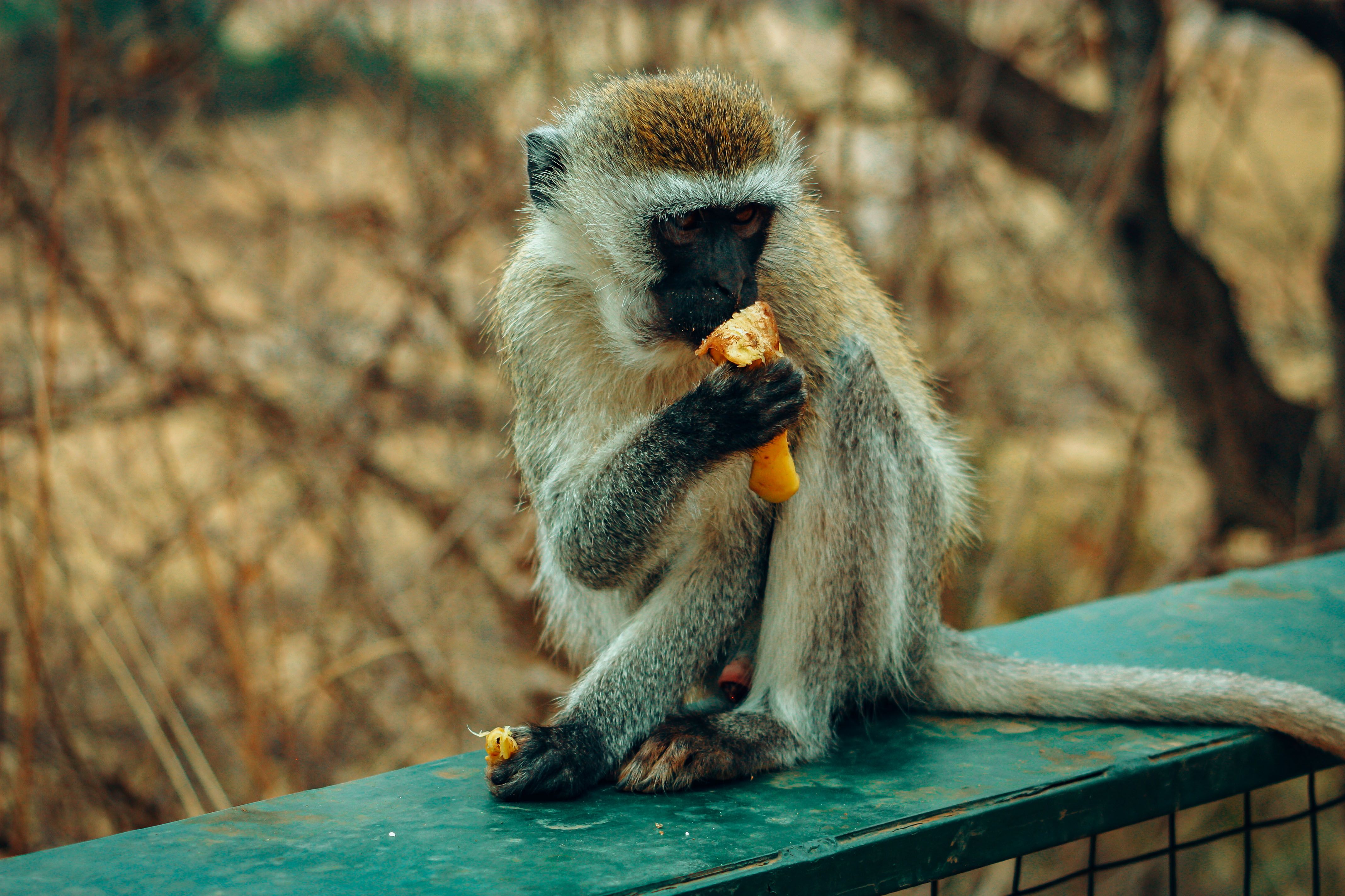 Monkey And Pug Photos, Download The BEST Free Monkey And Pug Stock ...