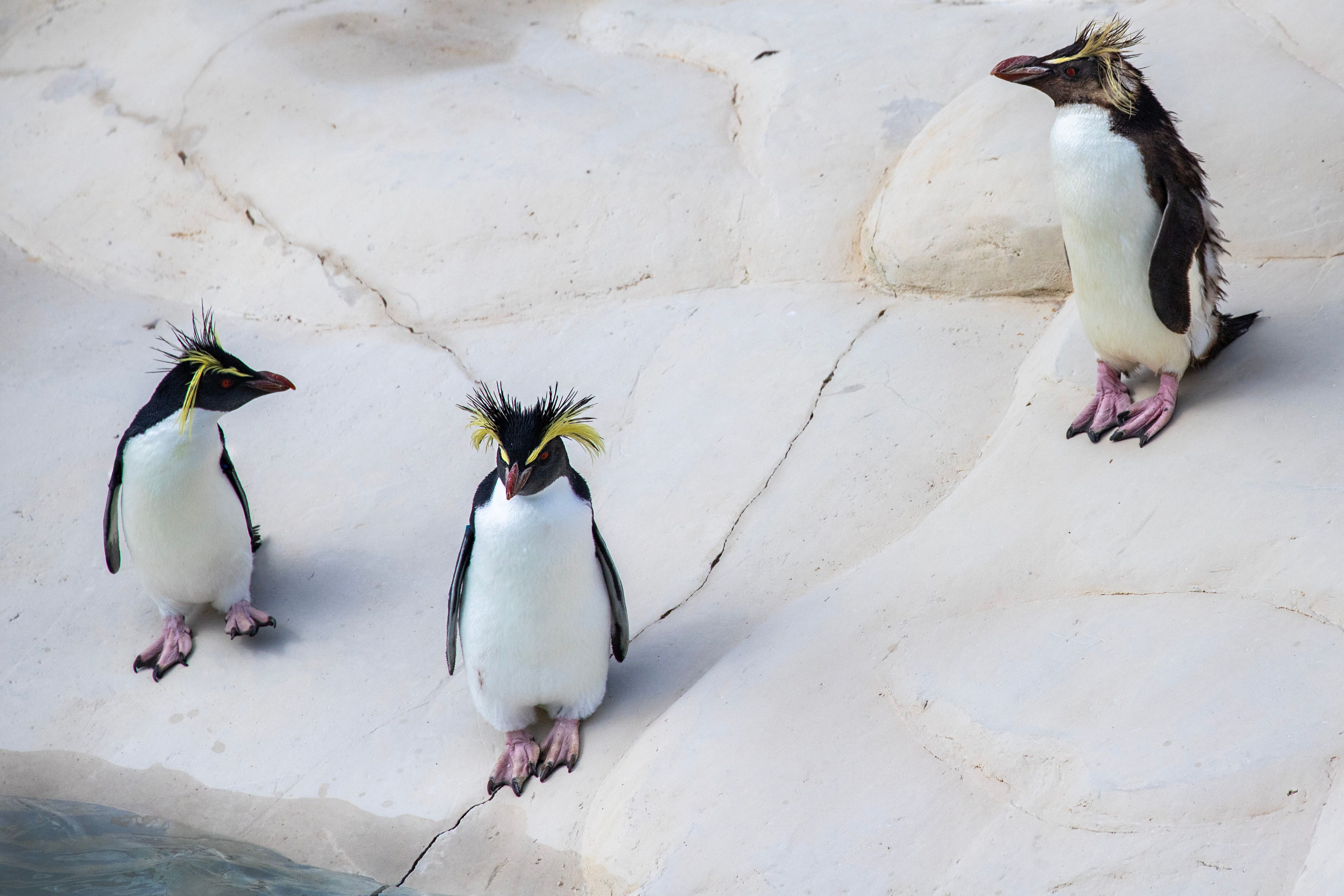 Group of Penguins · Free Stock Photo