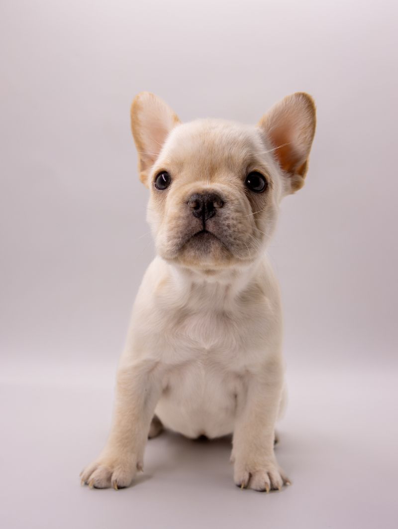 My Dog Photos, Download The BEST Free My Dog Stock Photos & HD Images