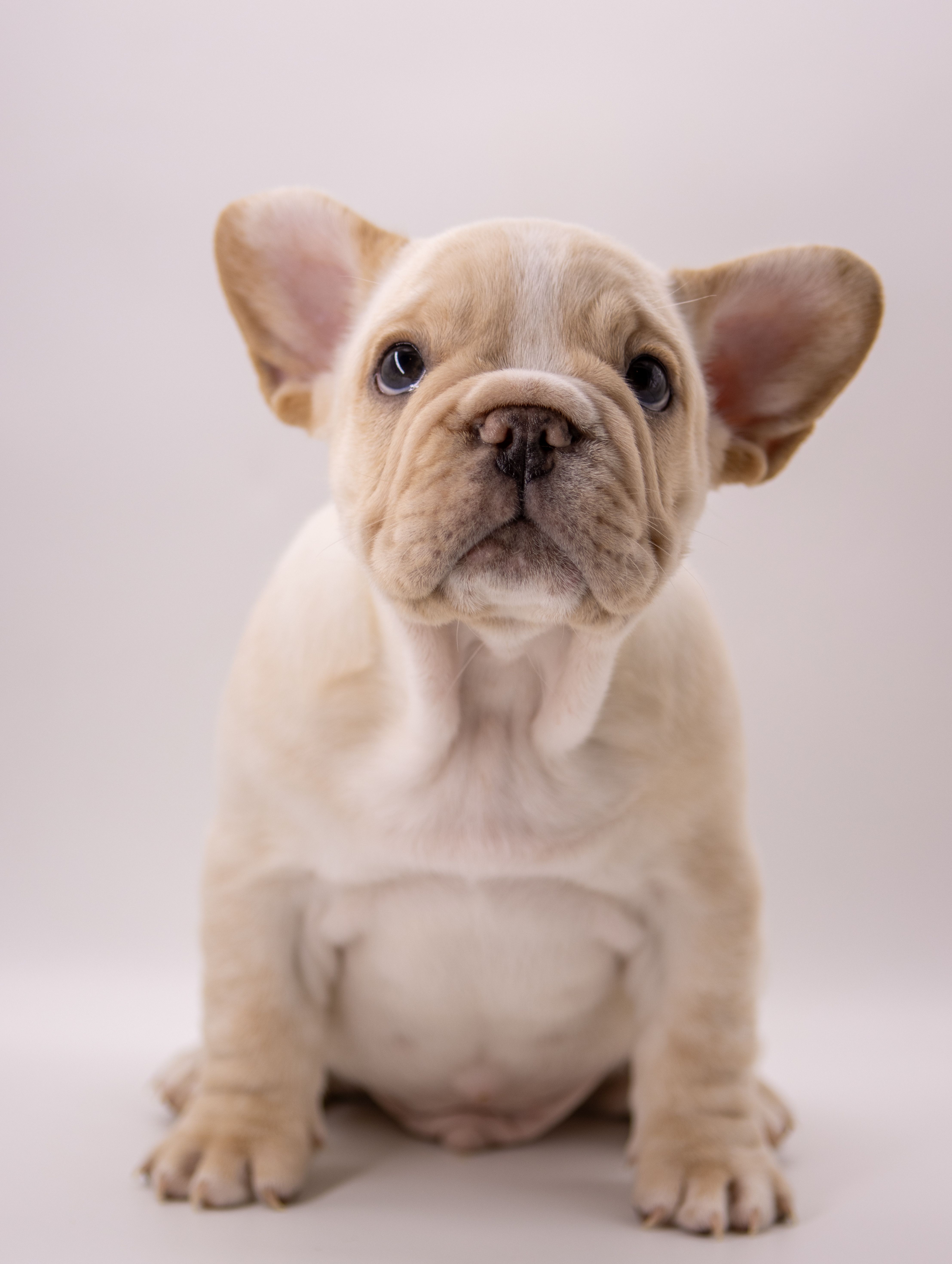 Bulldog Fake Photos, Download The BEST Free Bulldog Fake Stock Photos ...