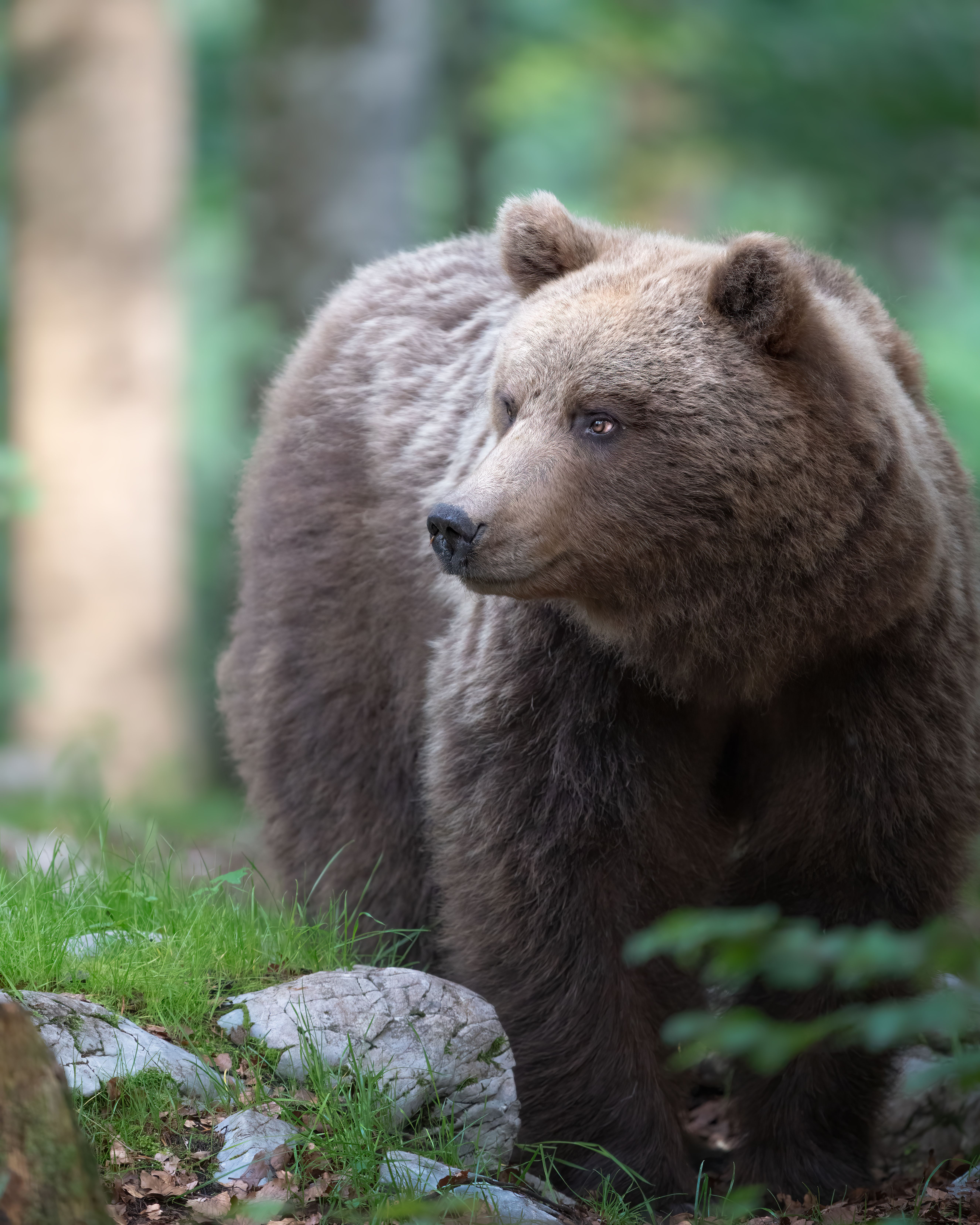 We Are Bear Photos, Download The BEST Free We Are Bear Stock Photos ...