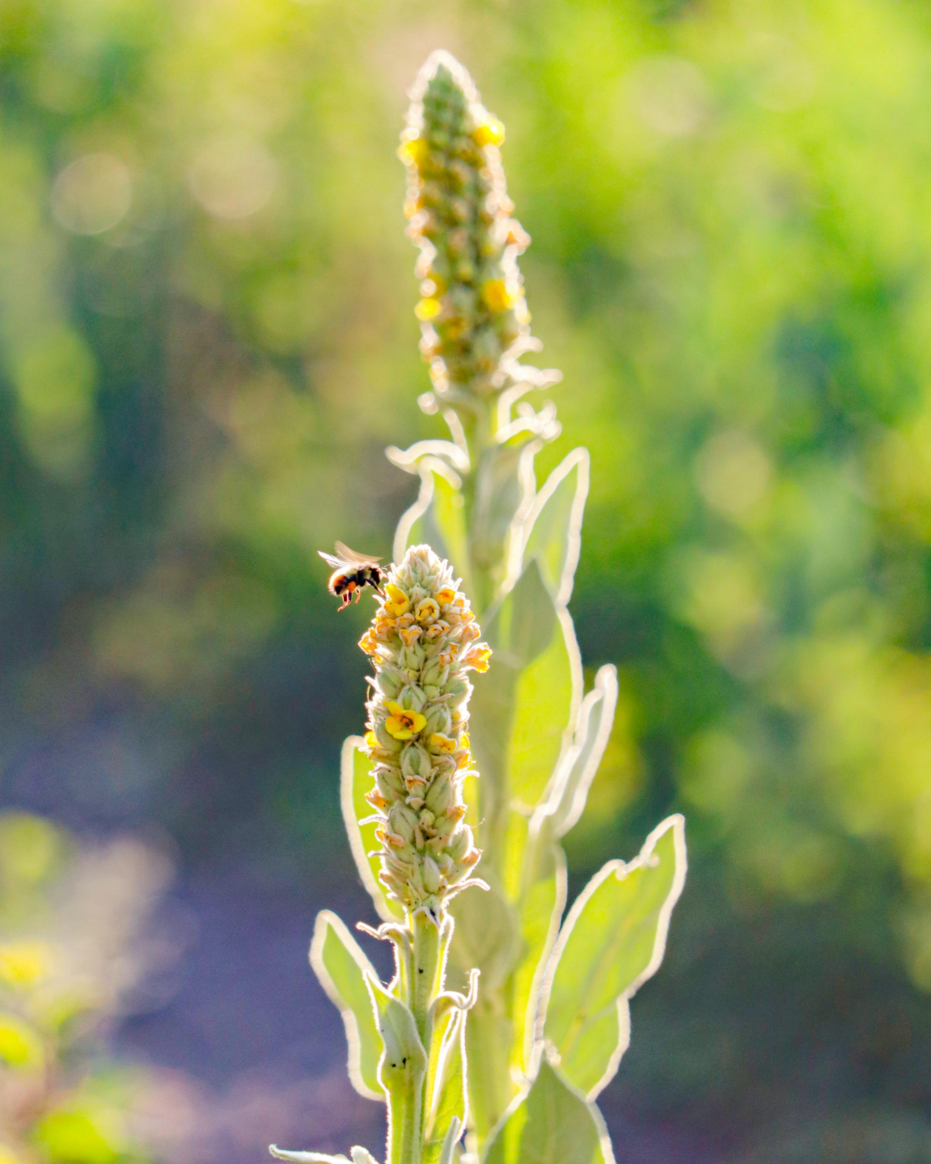 Mullein Photos, Download The BEST Free Mullein Stock Photos & HD Images