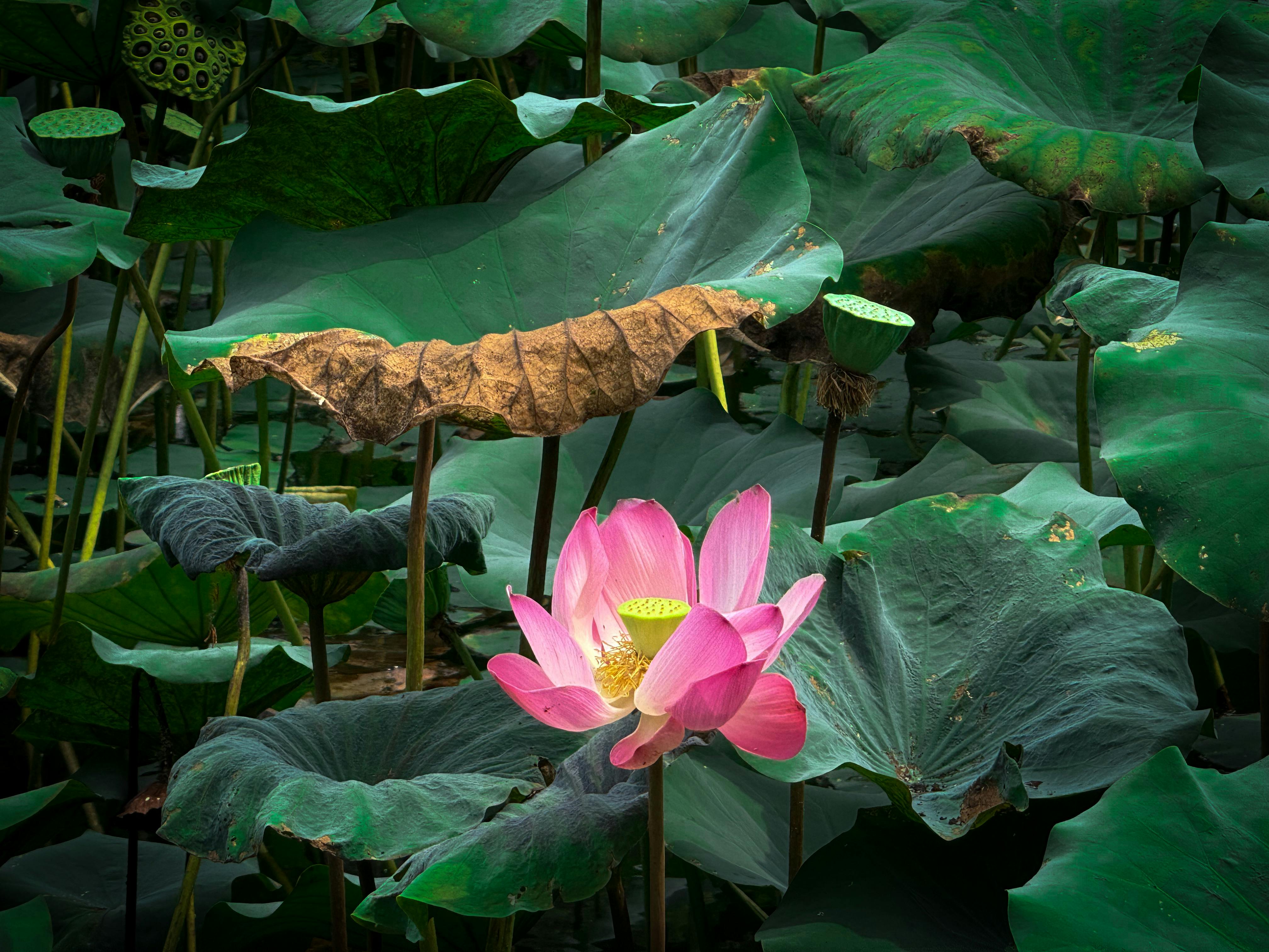 Pani Lilie Photos, Download The BEST Free Pani Lilie Stock Photos & HD ...