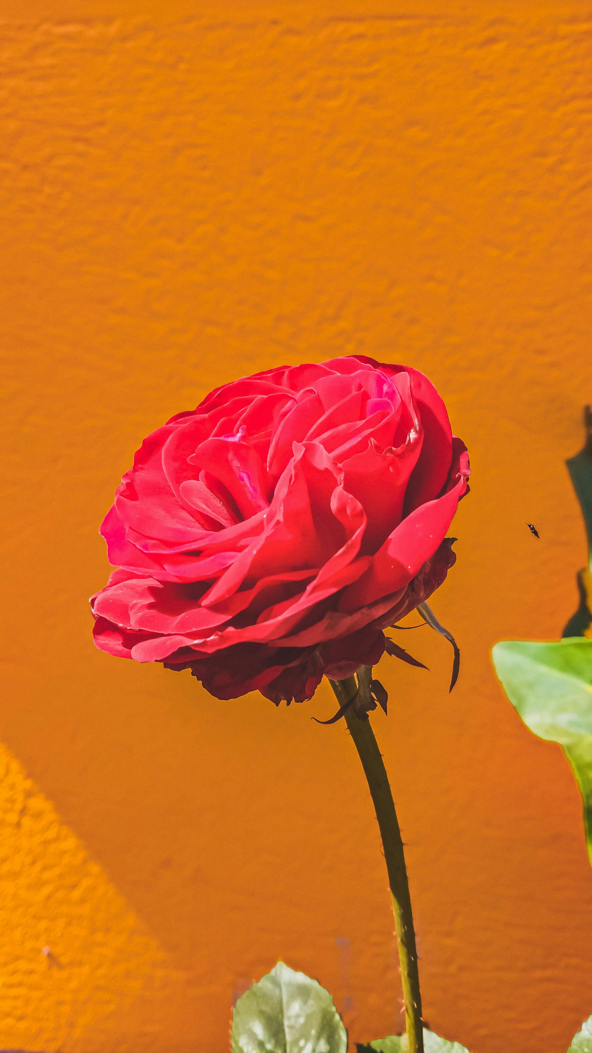 Cat+Eats+Chipswindows+Xp+Wallpaper Photos, Download The BEST Free Cat+Eats+Chipswindows+Xp ...