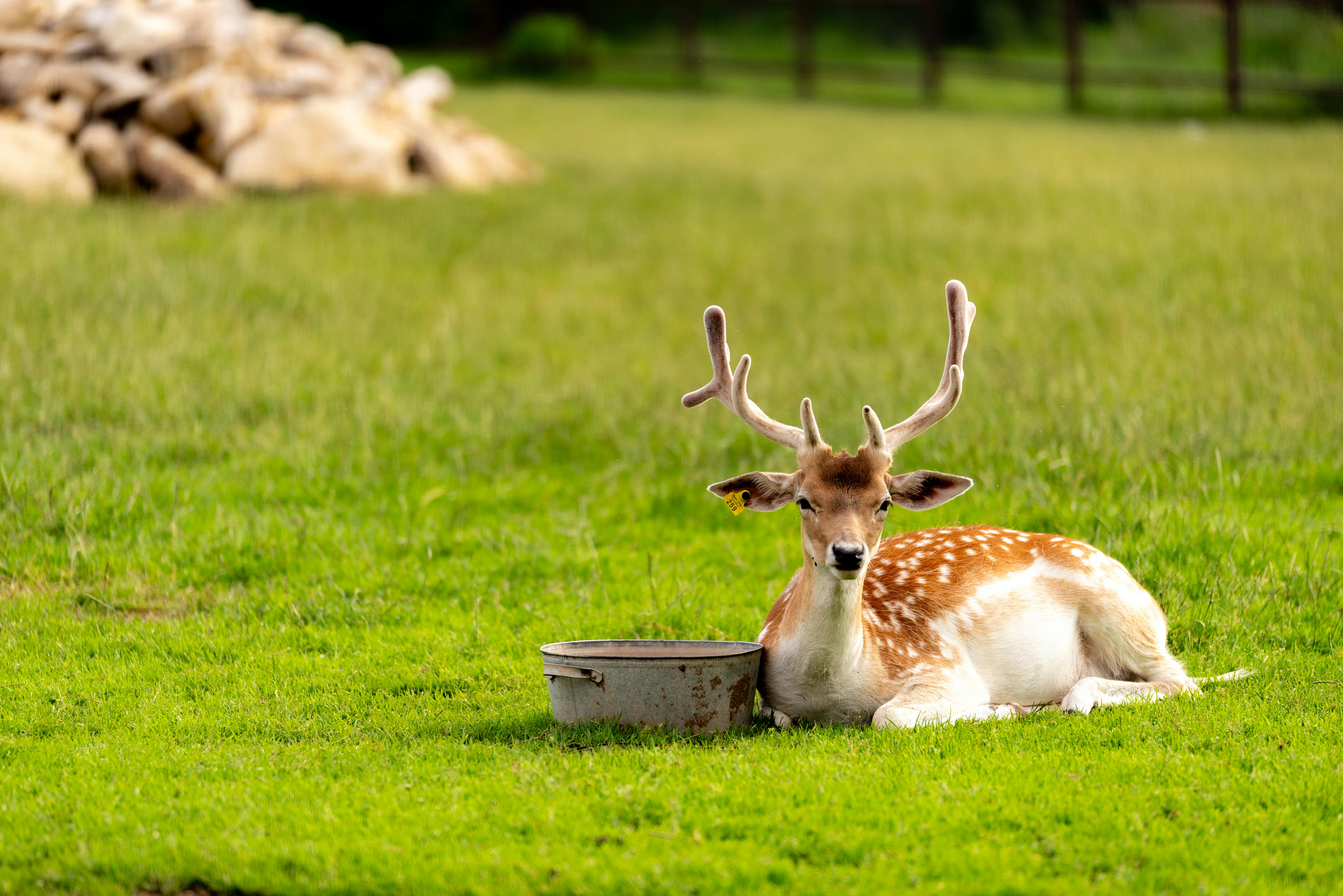 Fallower Photos, Download The BEST Free Fallower Stock Photos & HD Images