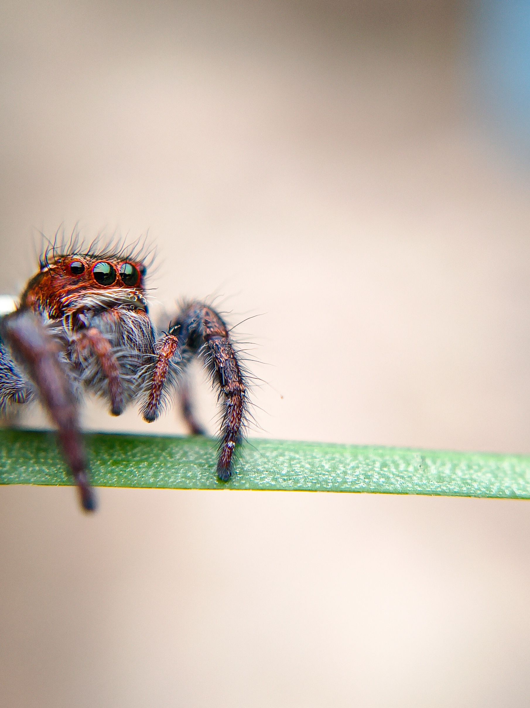 Senpai Spider Photos, Download The BEST Free Senpai Spider Stock Photos ...