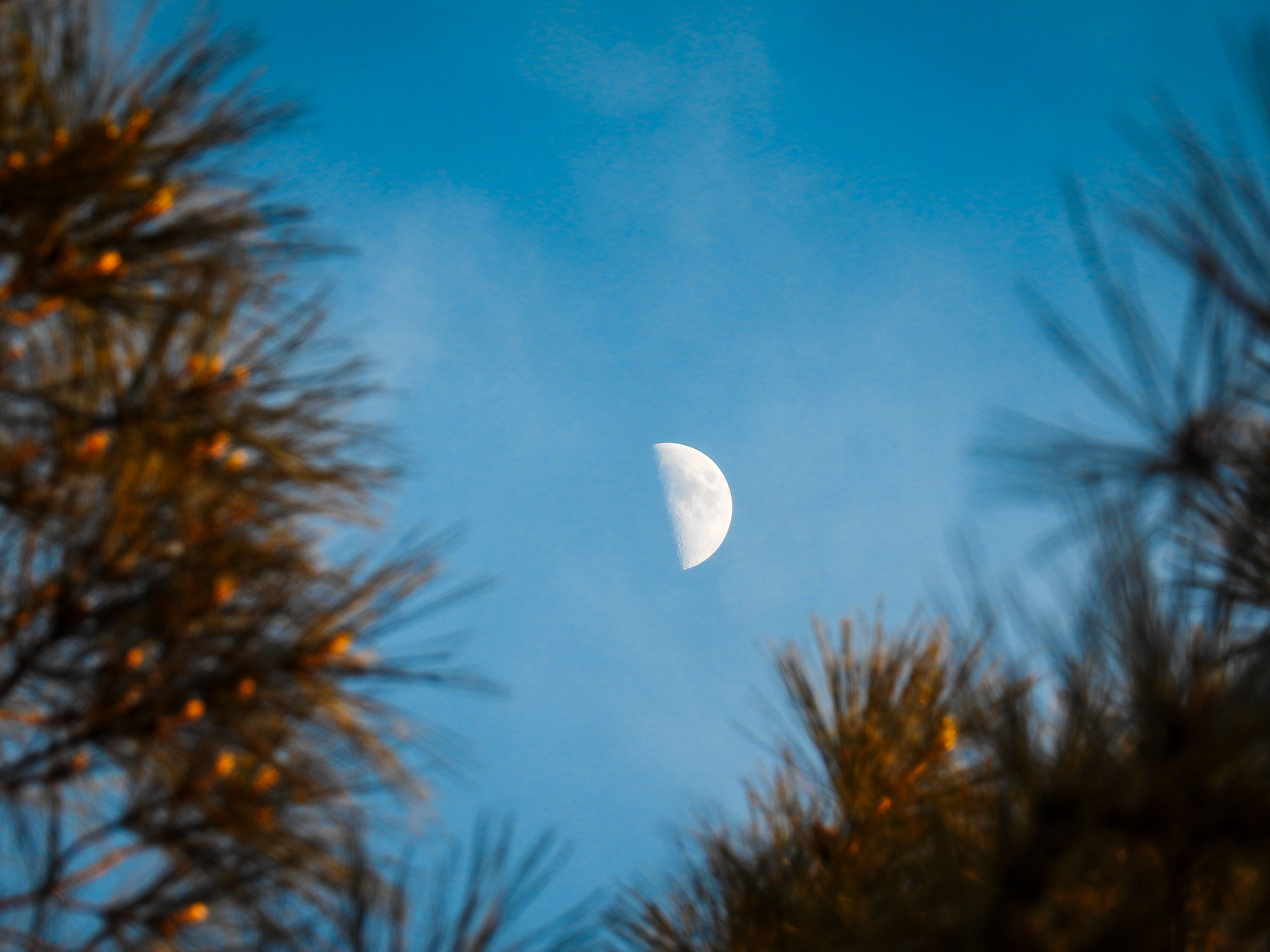 Half Moon in a Clear Daytime Sky with Trees · Free Stock Photo