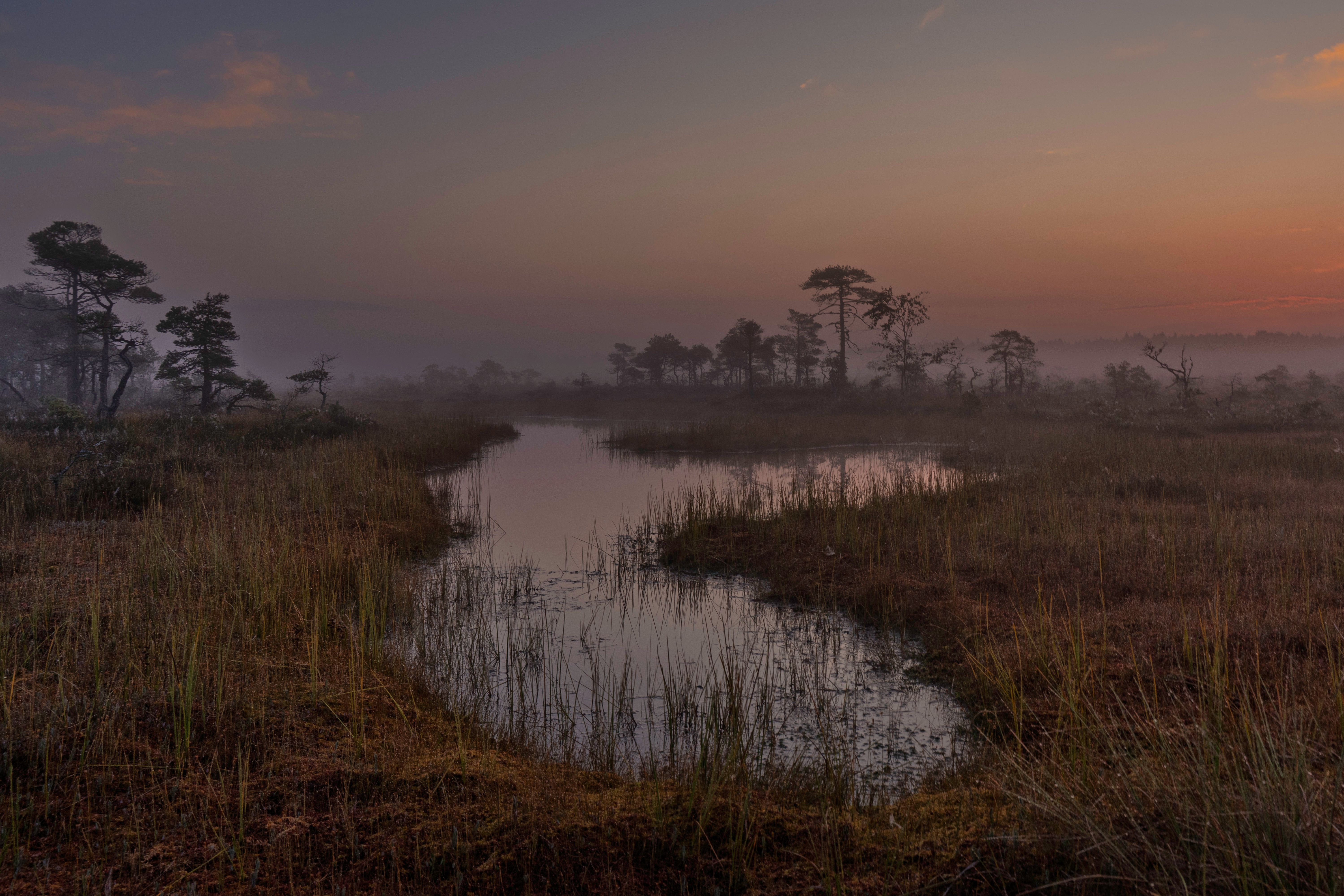 Misty Sunrise at Mukri Bog, Estonia · Free Stock Photo