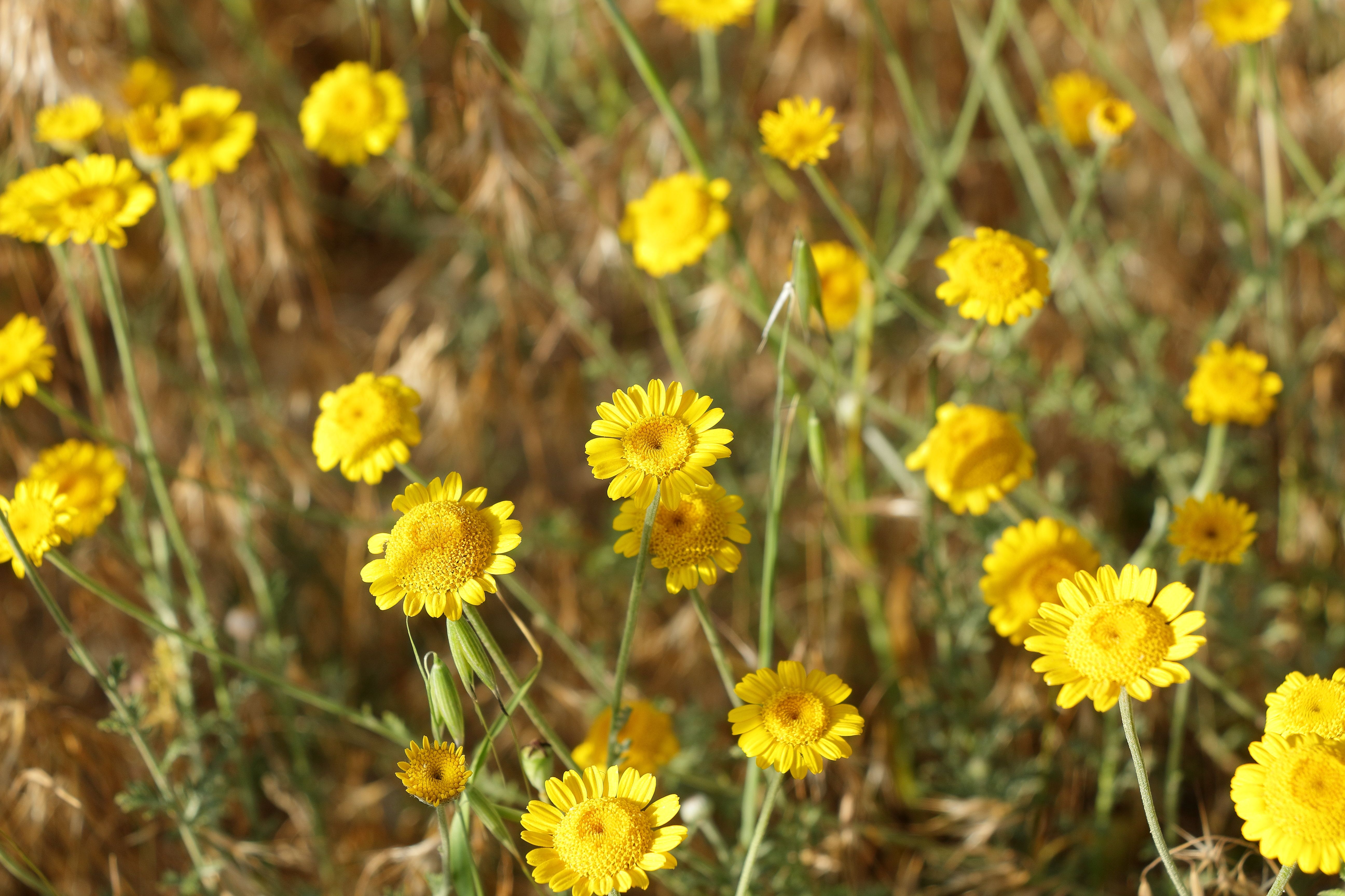 Bright Yellow Wildflowers in a Sunny Field · Free Stock Photo