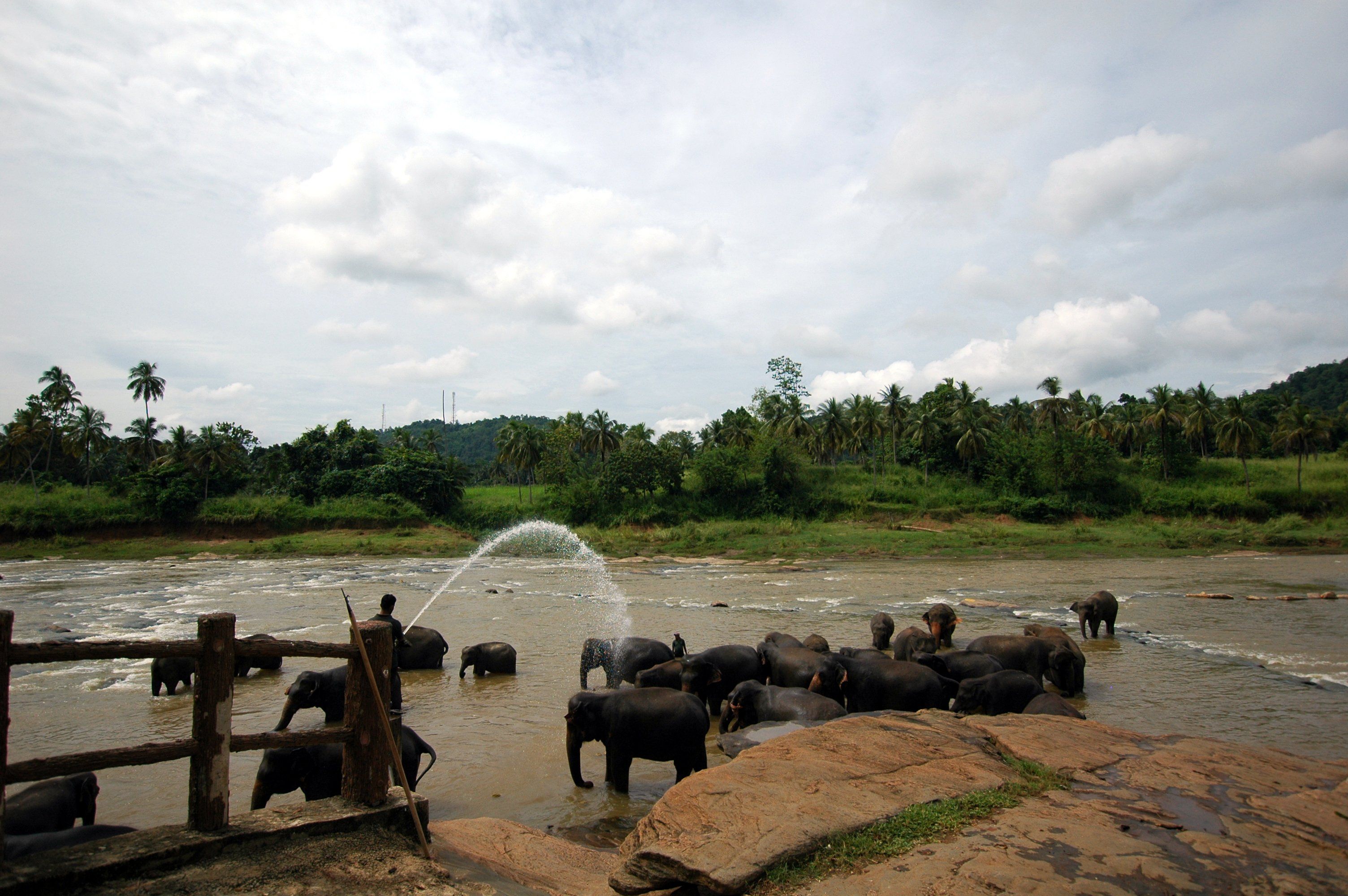 Elephant Bathing Ritual in Central Sri Lanka · Free Stock Photo