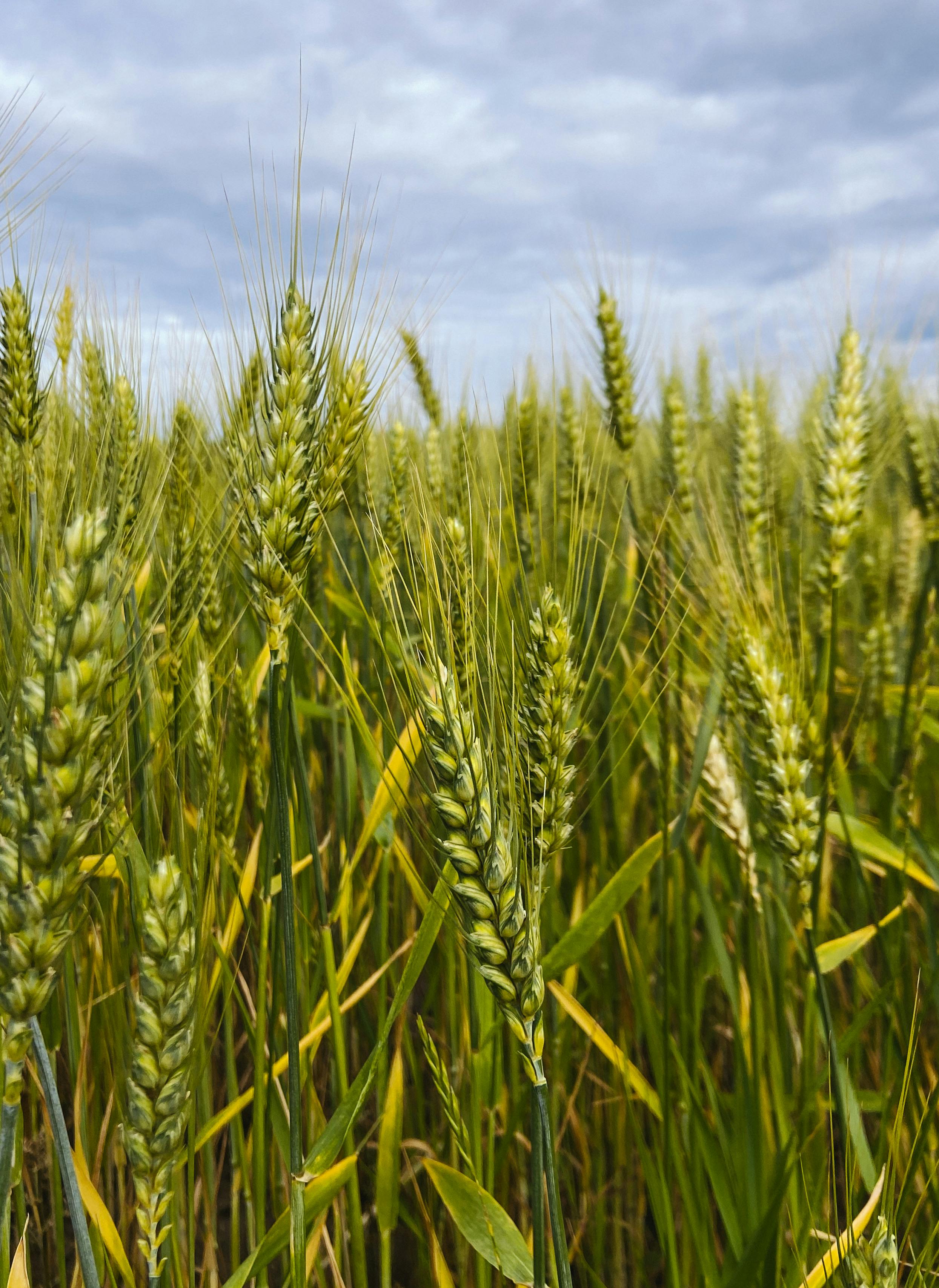 Pearl Millet Field · Free Stock Photo