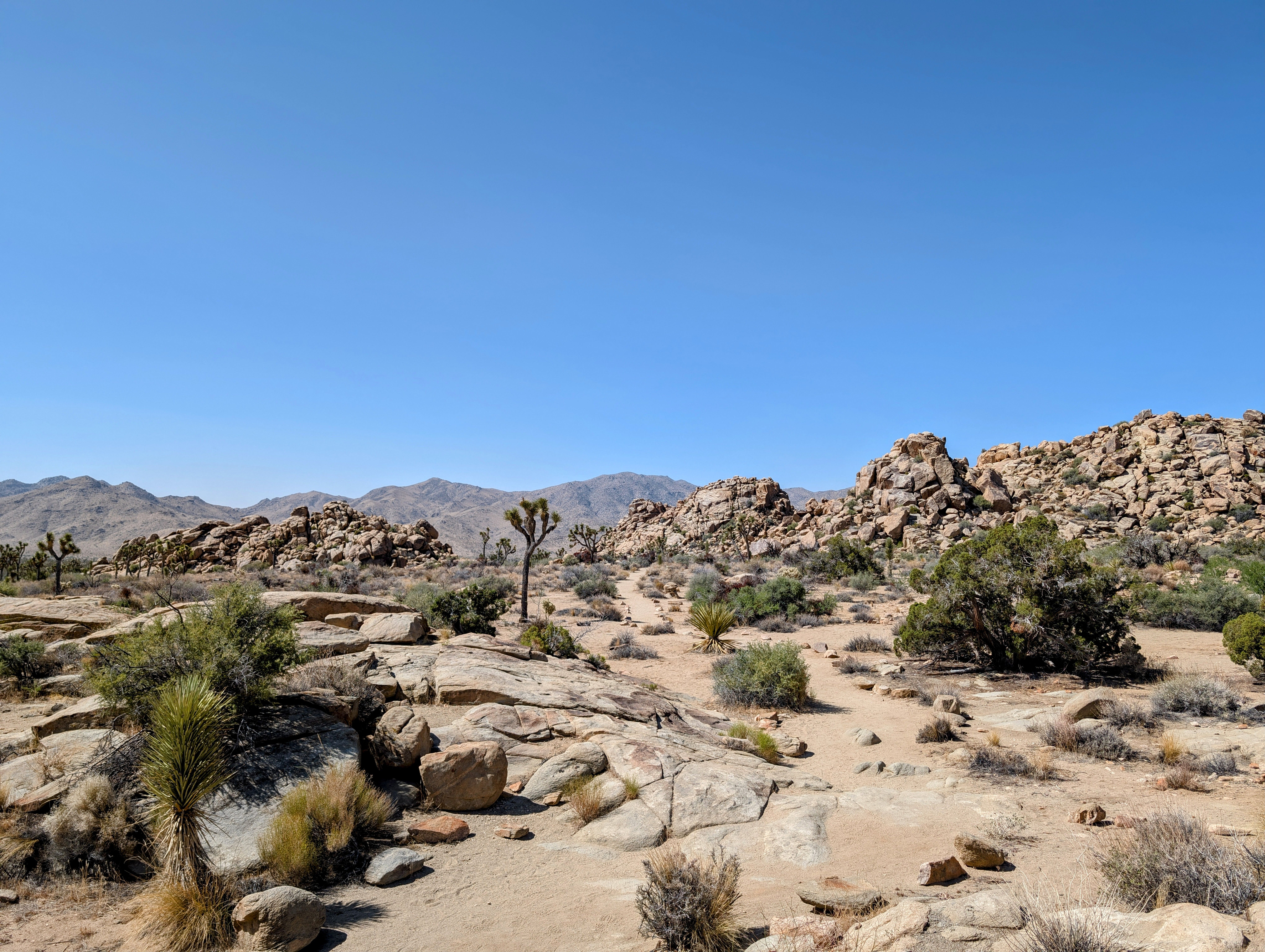 Desert Landscape in Joshua Tree National Park · Free Stock Photo