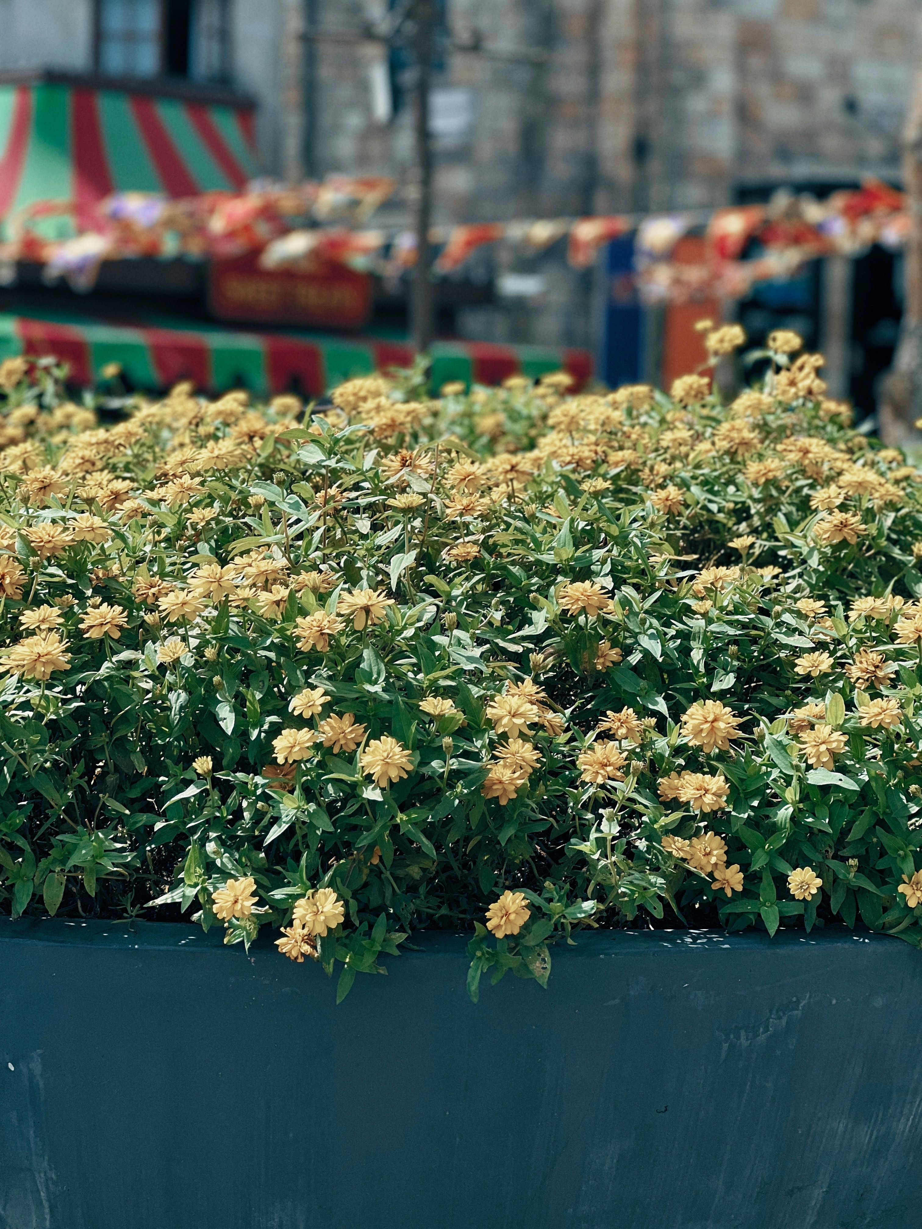Bright Yellow Flowers in Urban Setting · Free Stock Photo