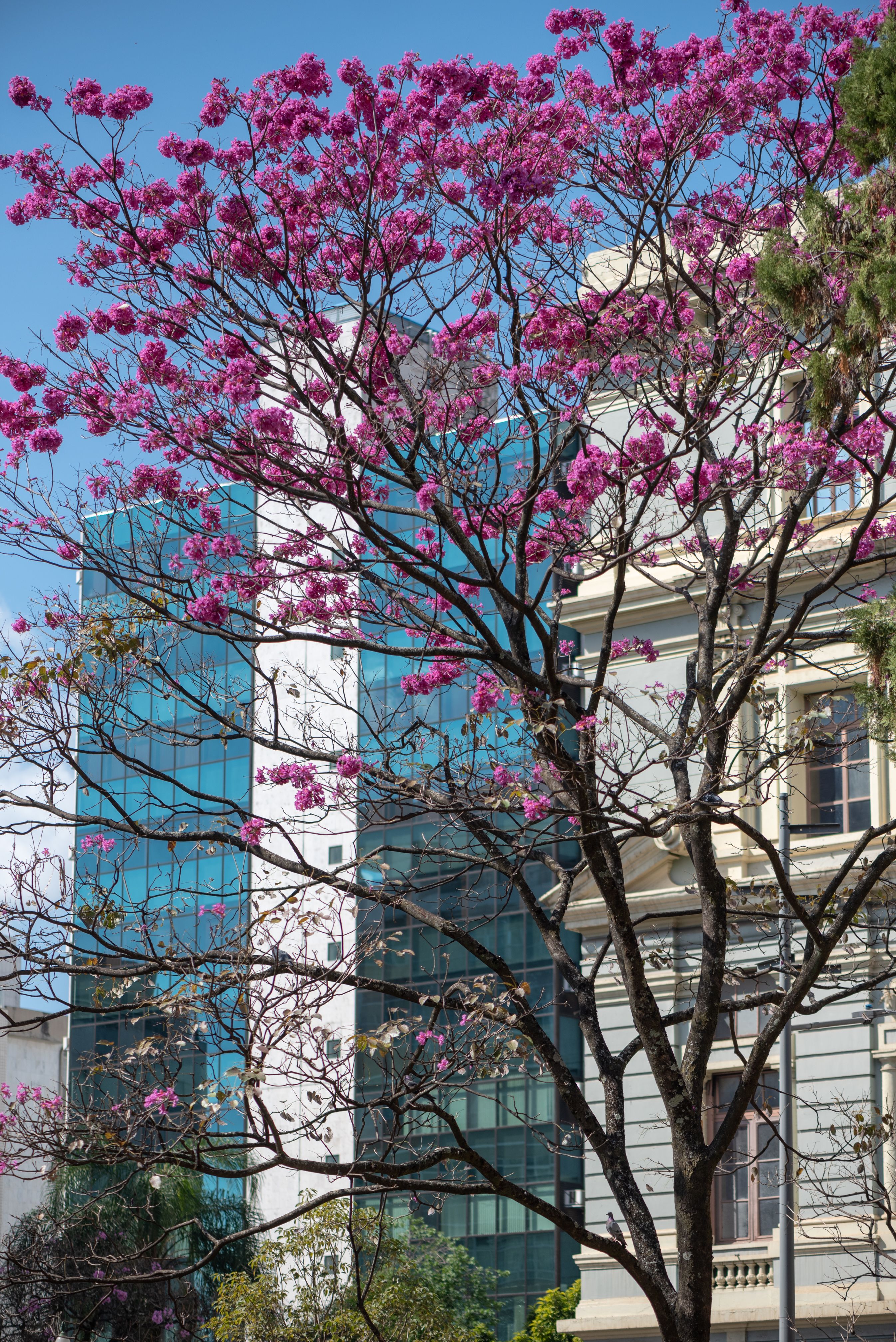 Blooming Pink Ipe Tree in Belo Horizonte · Free Stock Photo