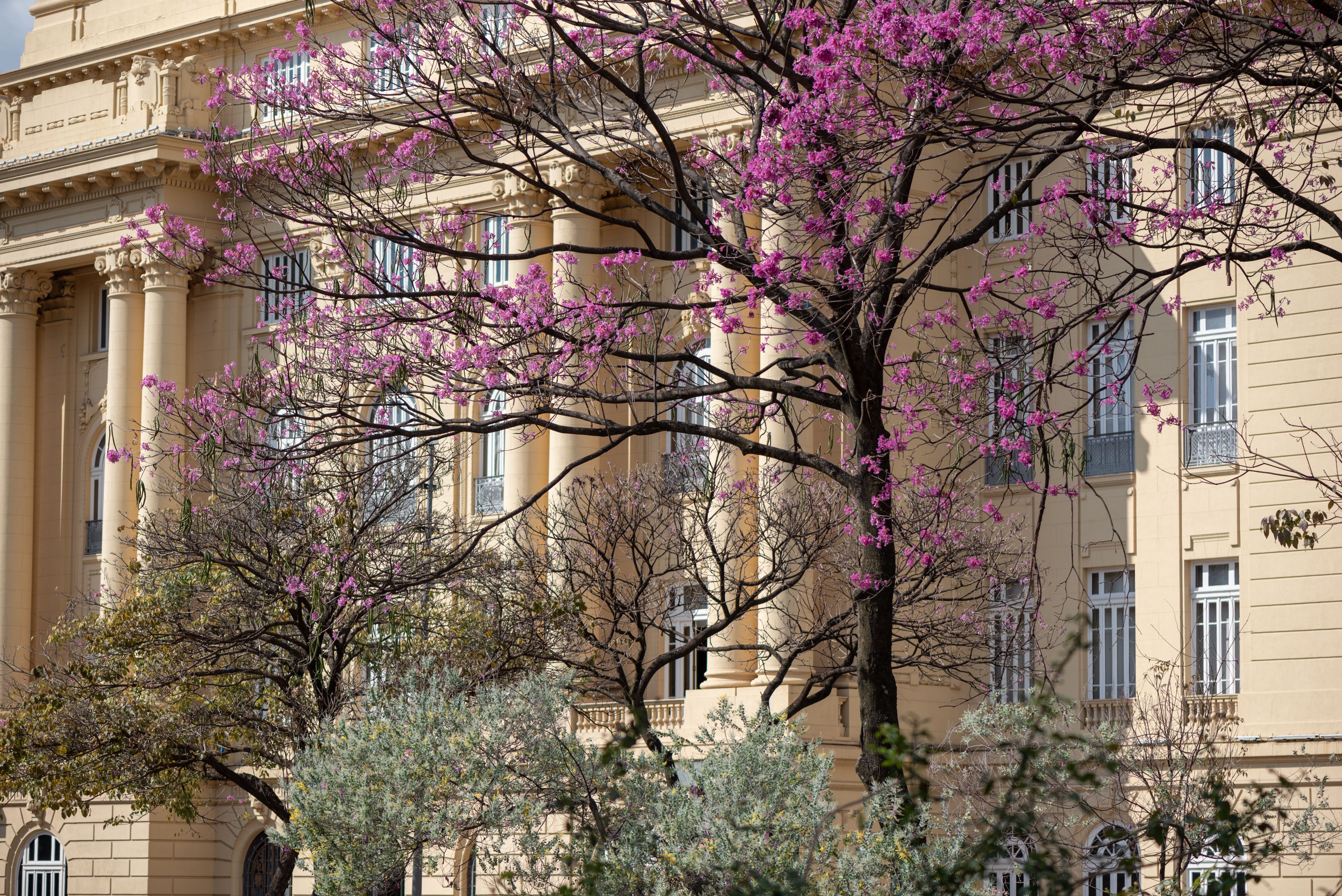 Jacaranda Tree Photos, Download The BEST Free Jacaranda Tree Stock ...