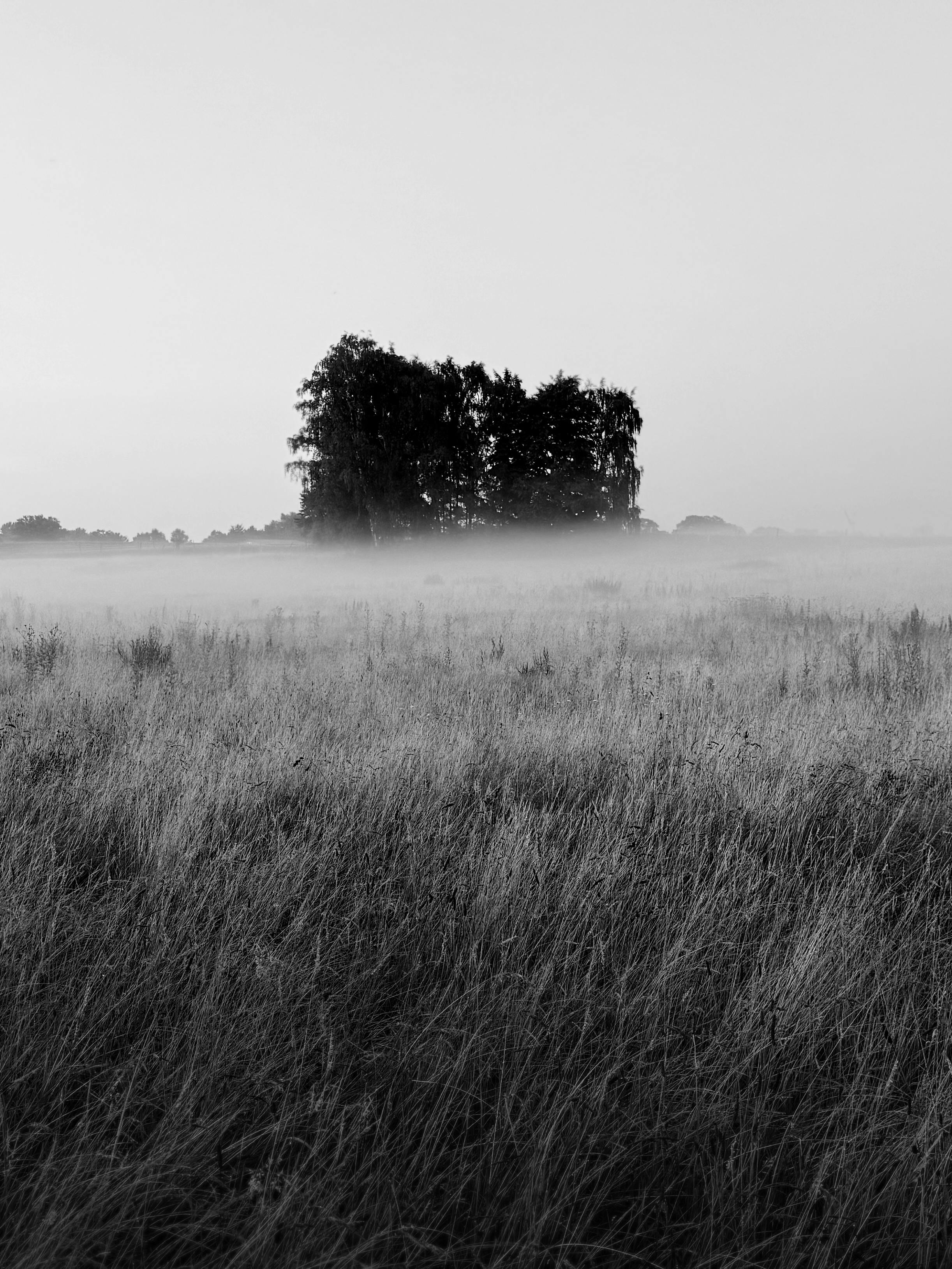 Misty Grass Photos, Download The BEST Free Misty Grass Stock Photos ...