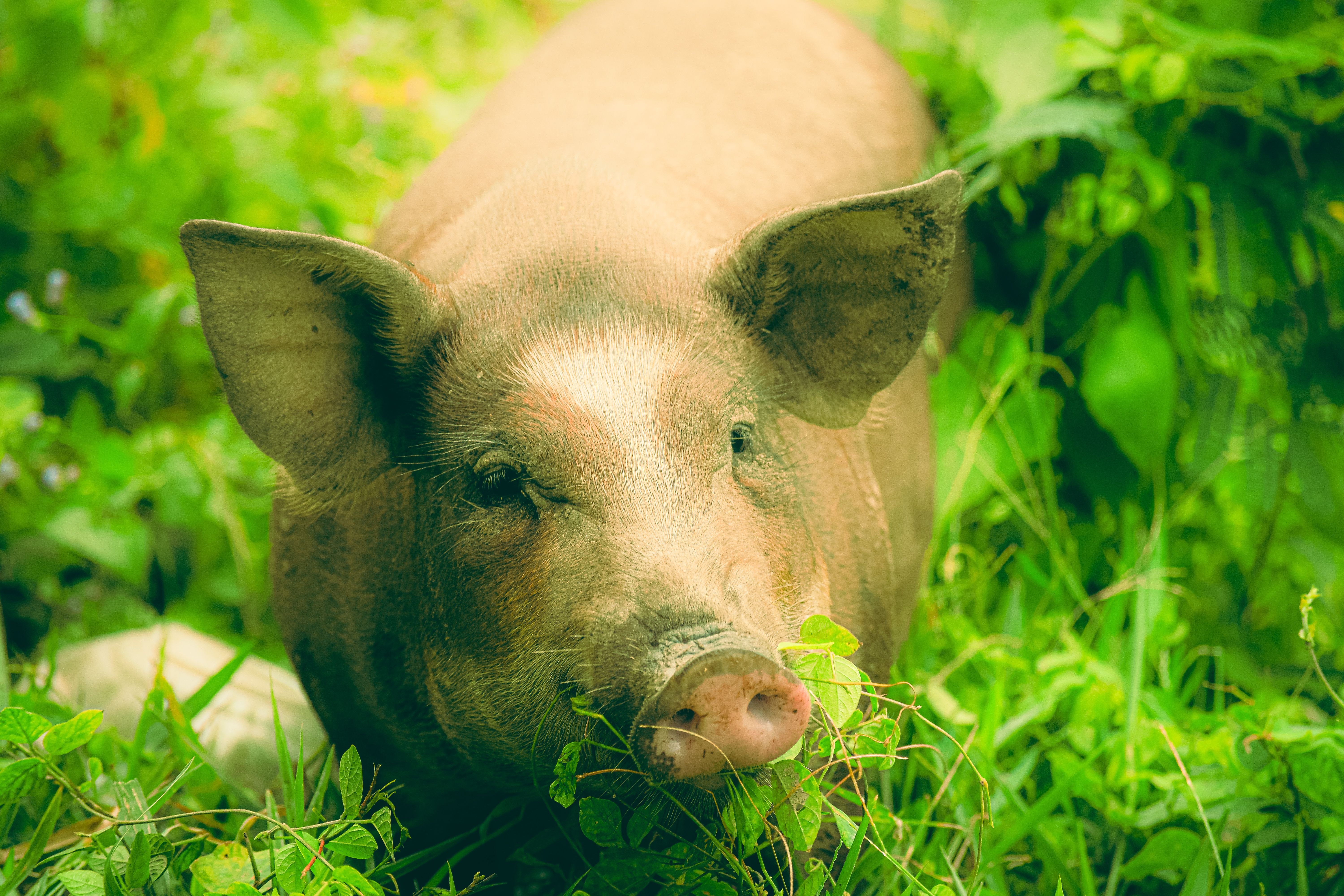 Close-up of a Pig in Lush Green Foliage · Free Stock Photo