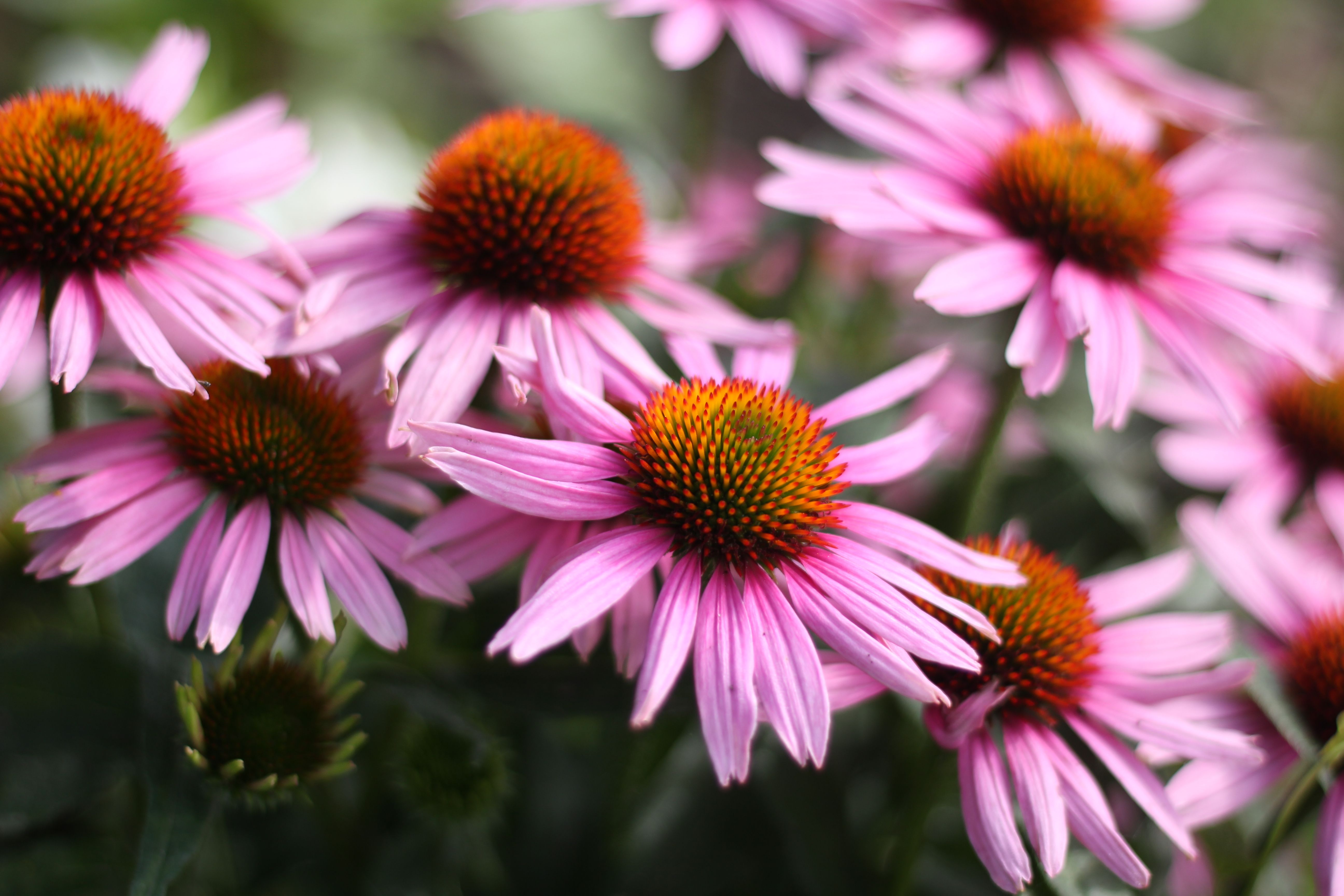 Vibrant Pink Coneflowers in Bloom Close-up · Free Stock Photo