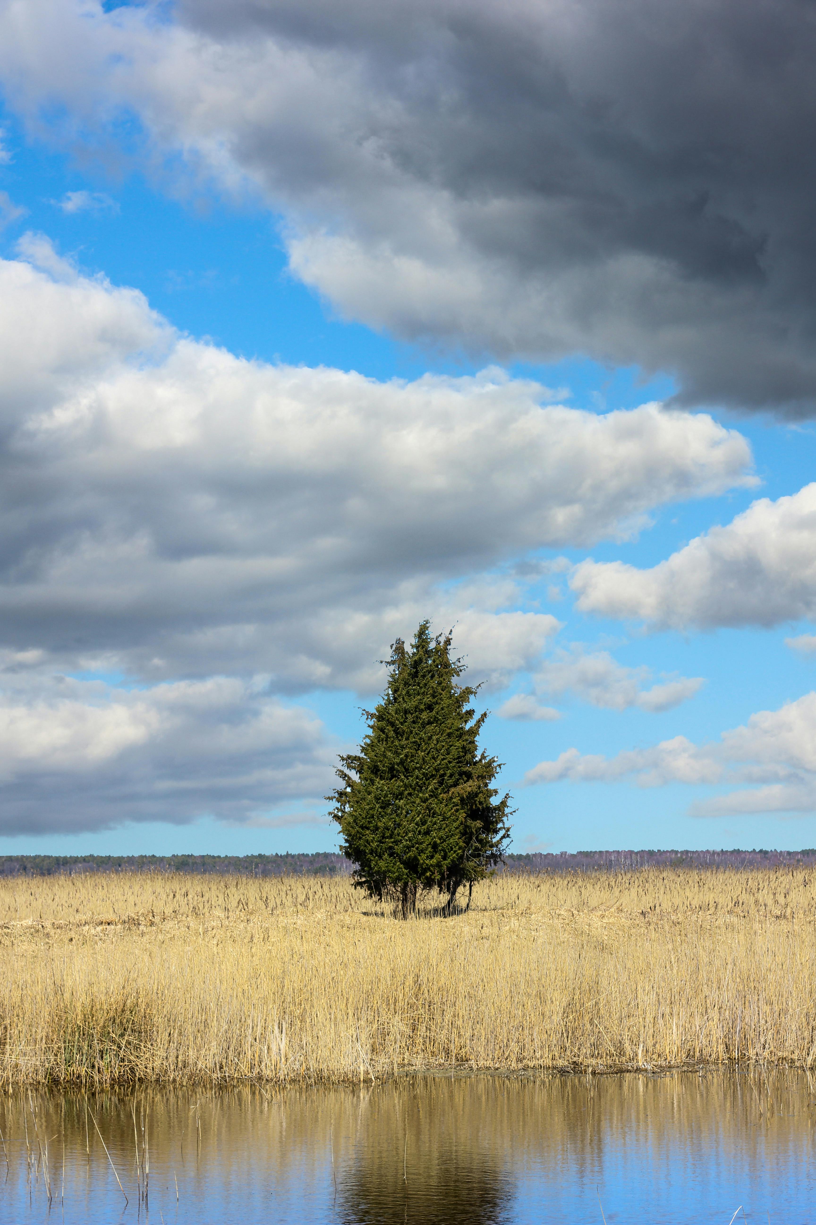 Solitary Tree in Open Field with Dramatic Clouds · Free Stock Photo