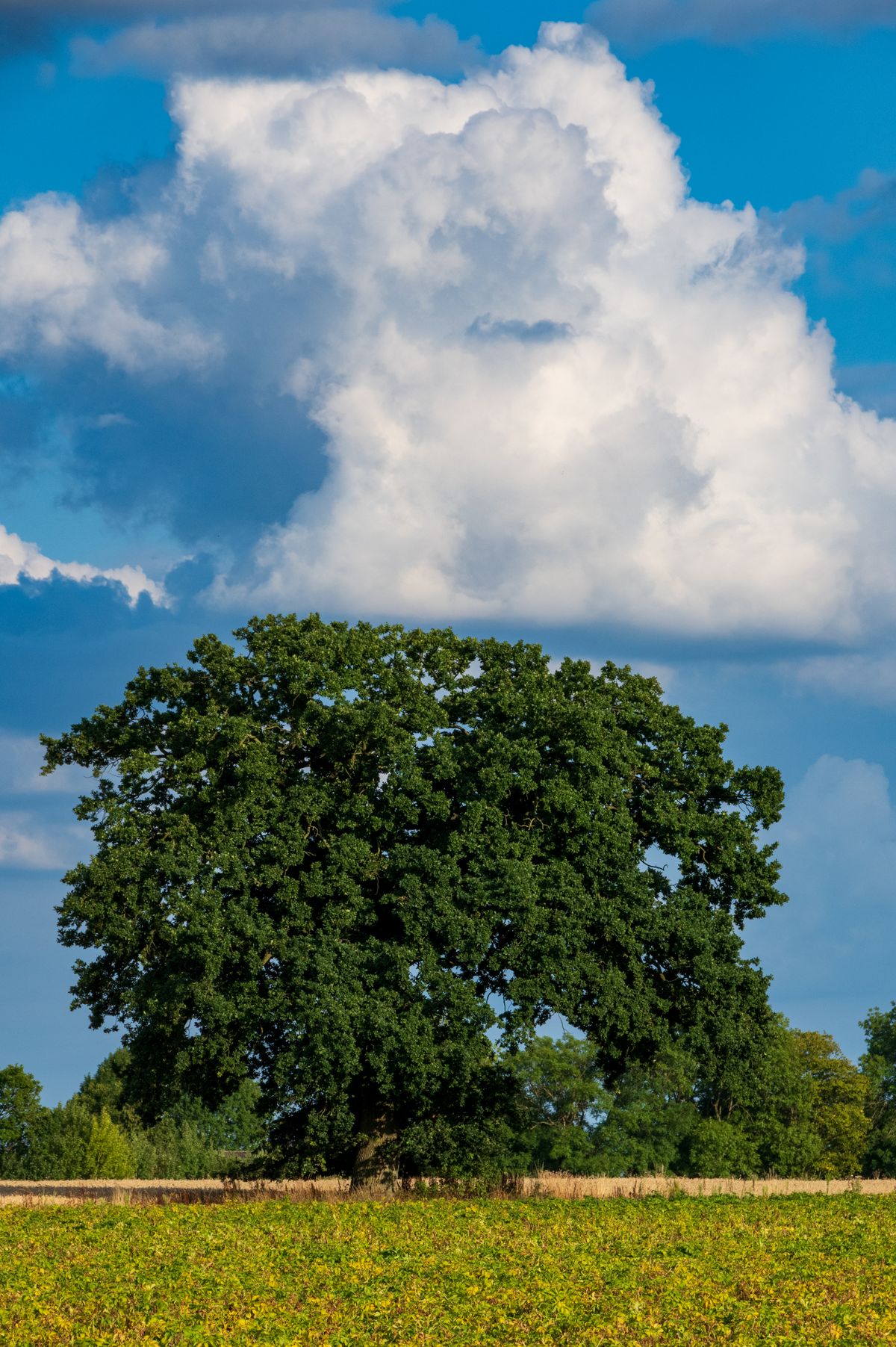 Oak Tree Photos, Download The BEST Free Oak Tree Stock Photos & HD Images