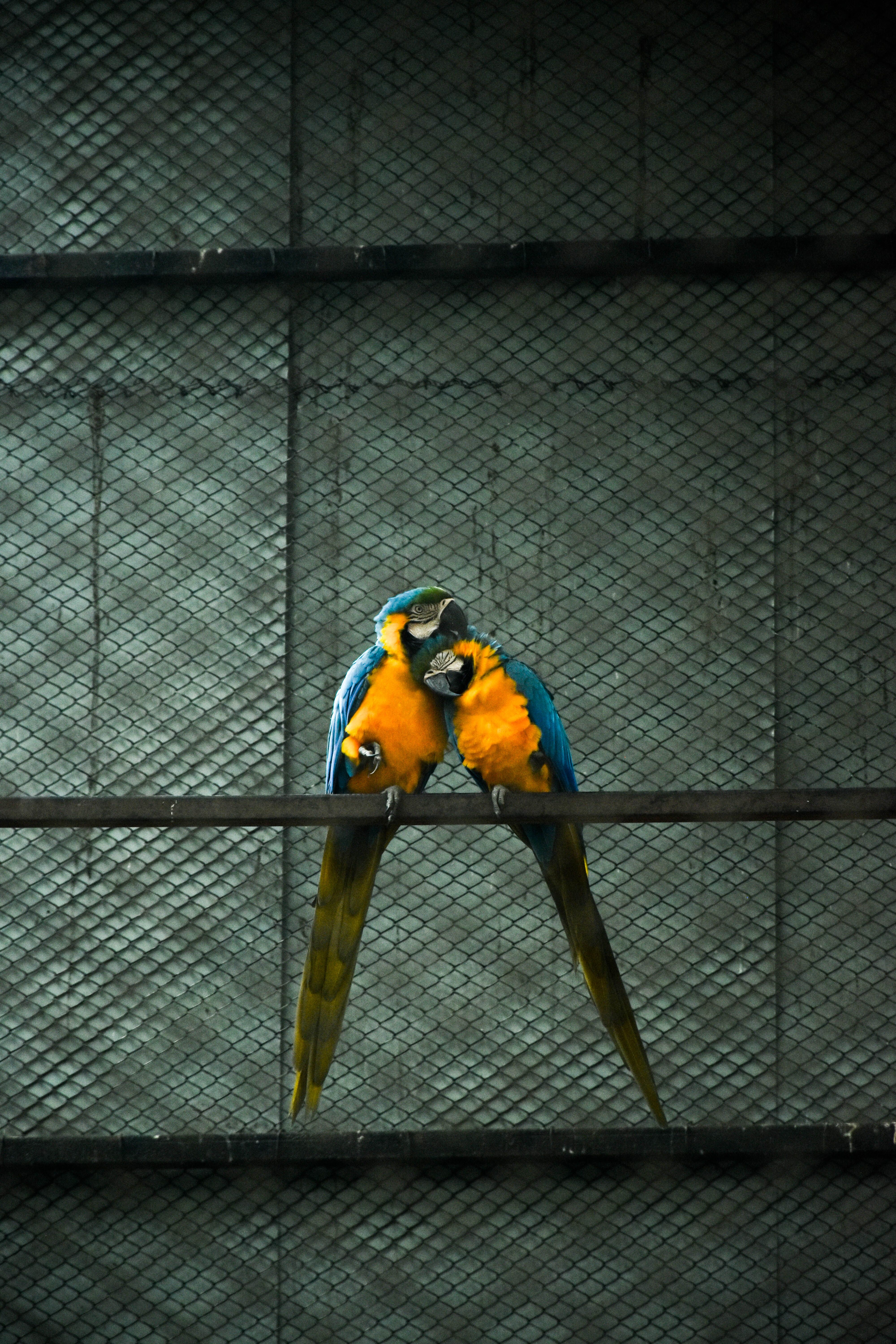 Cage And Skip Photos, Download The BEST Free Cage And Skip Stock Photos ...