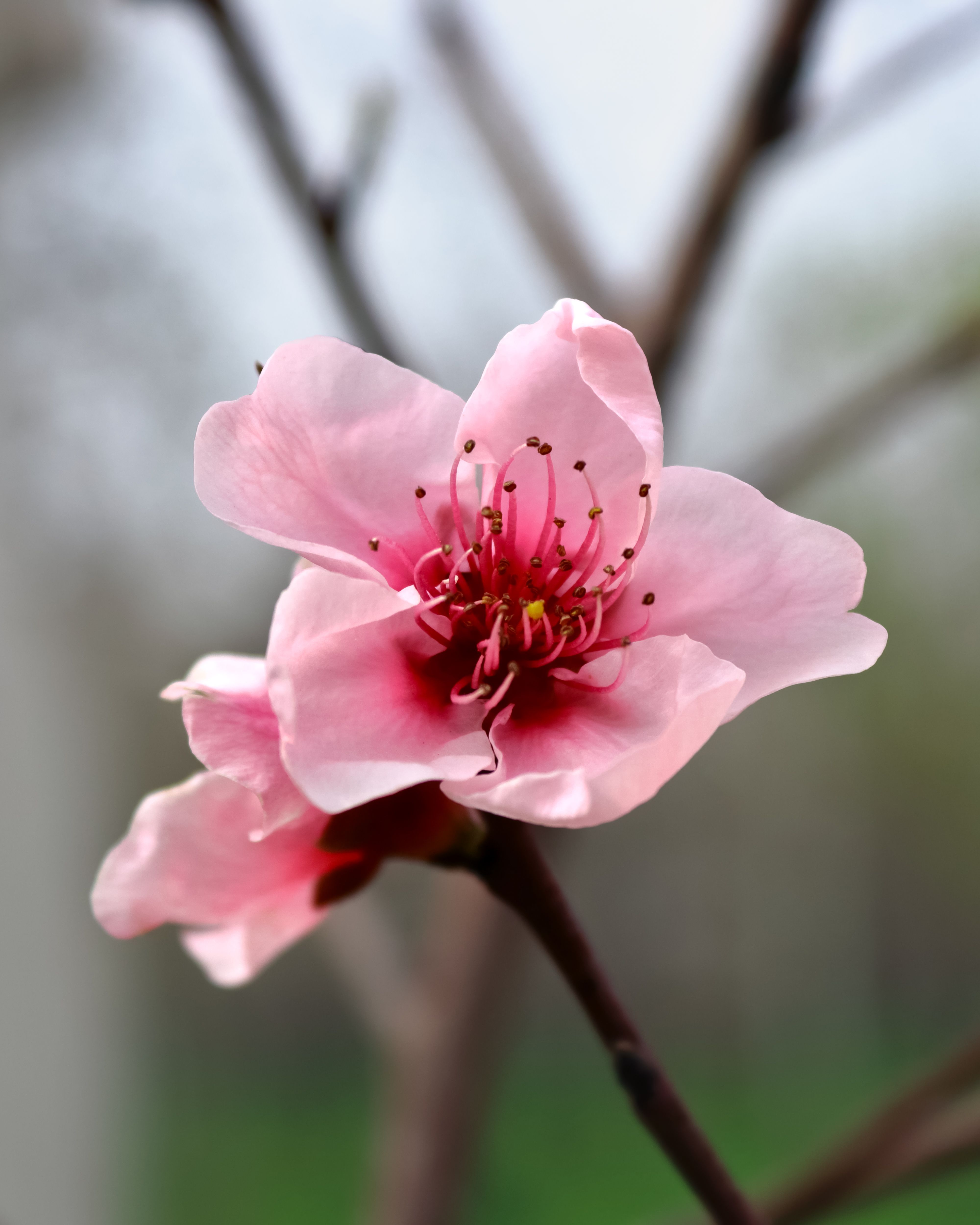 Pink Jesus Wallpaper Photos, Download The BEST Free Pink Jesus ...