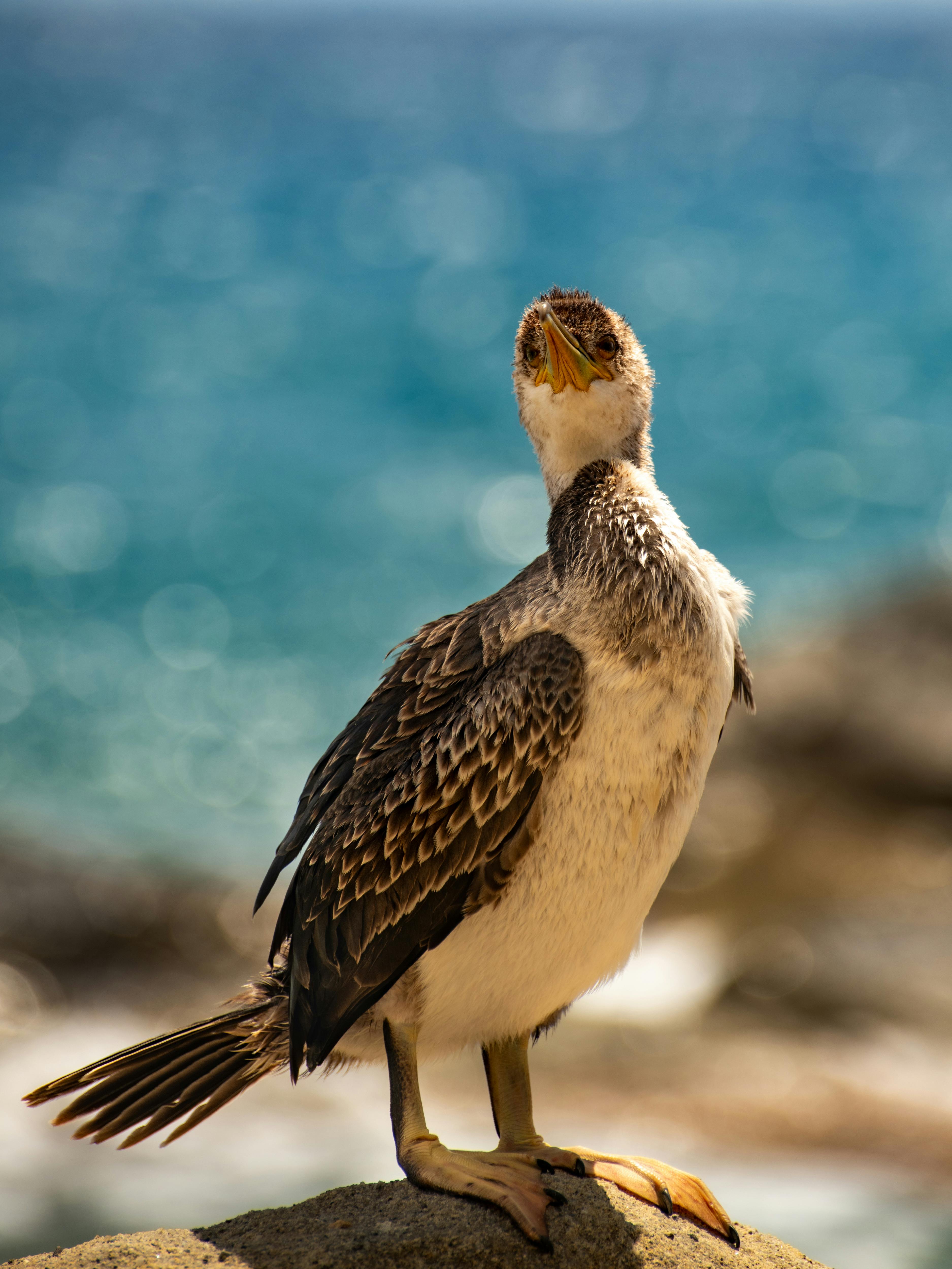 Bokeh Animal Photos, Download The BEST Free Bokeh Animal Stock Photos ...