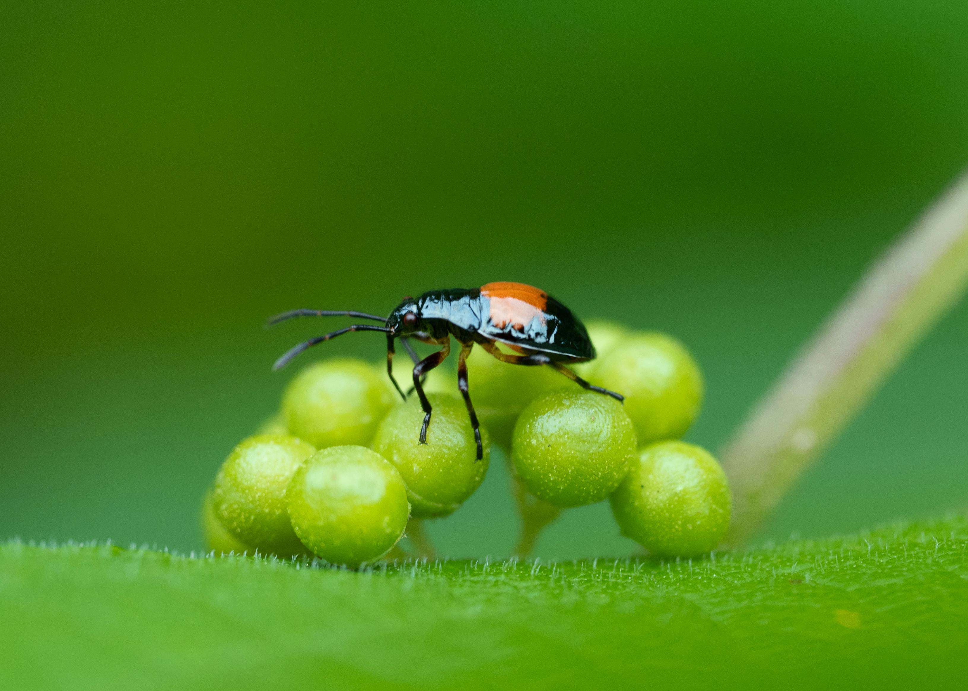 Small Taxi Photos, Download The BEST Free Small Taxi Stock Photos & HD ...