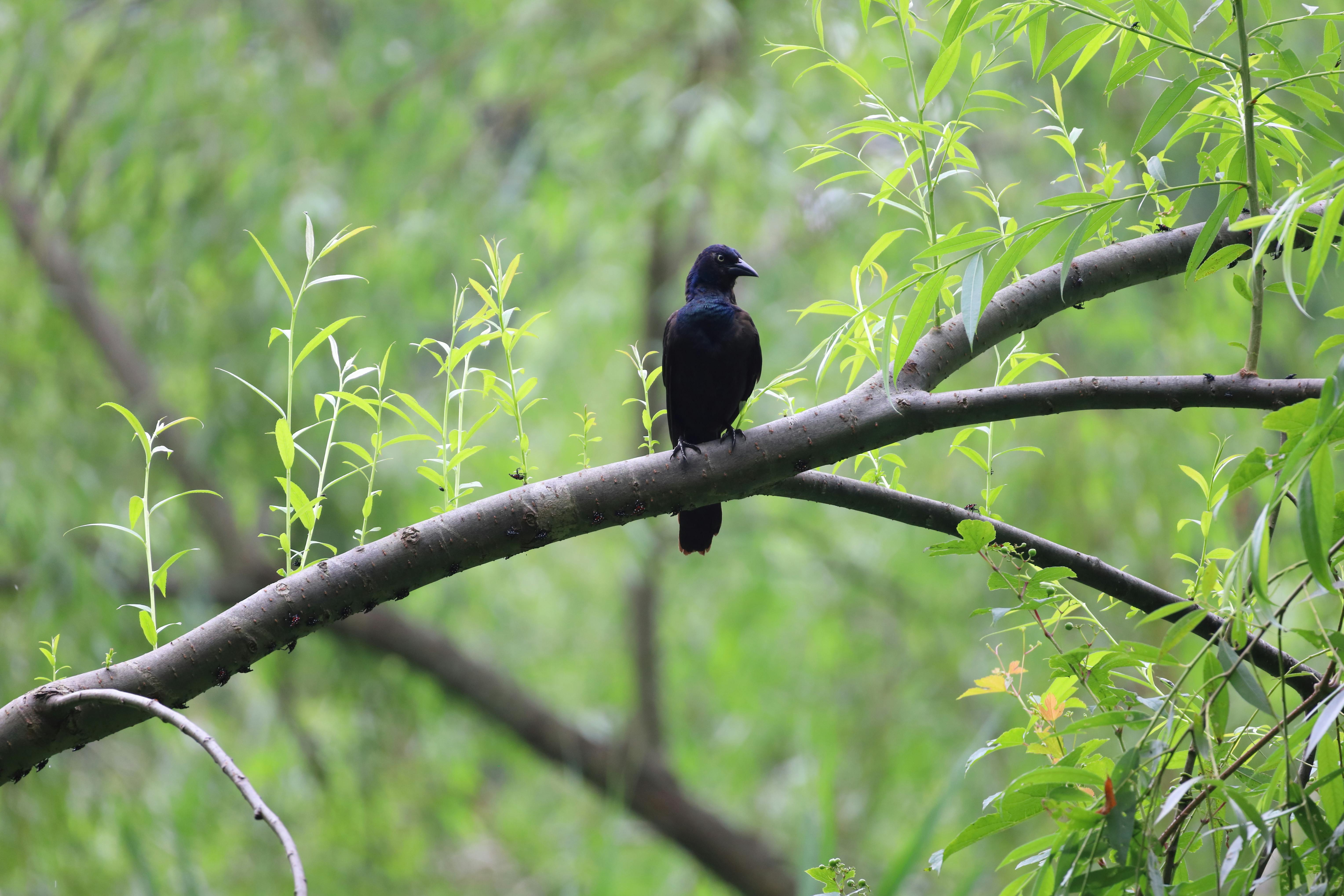Black Bird Perched on Branch in Greenery · Free Stock Photo