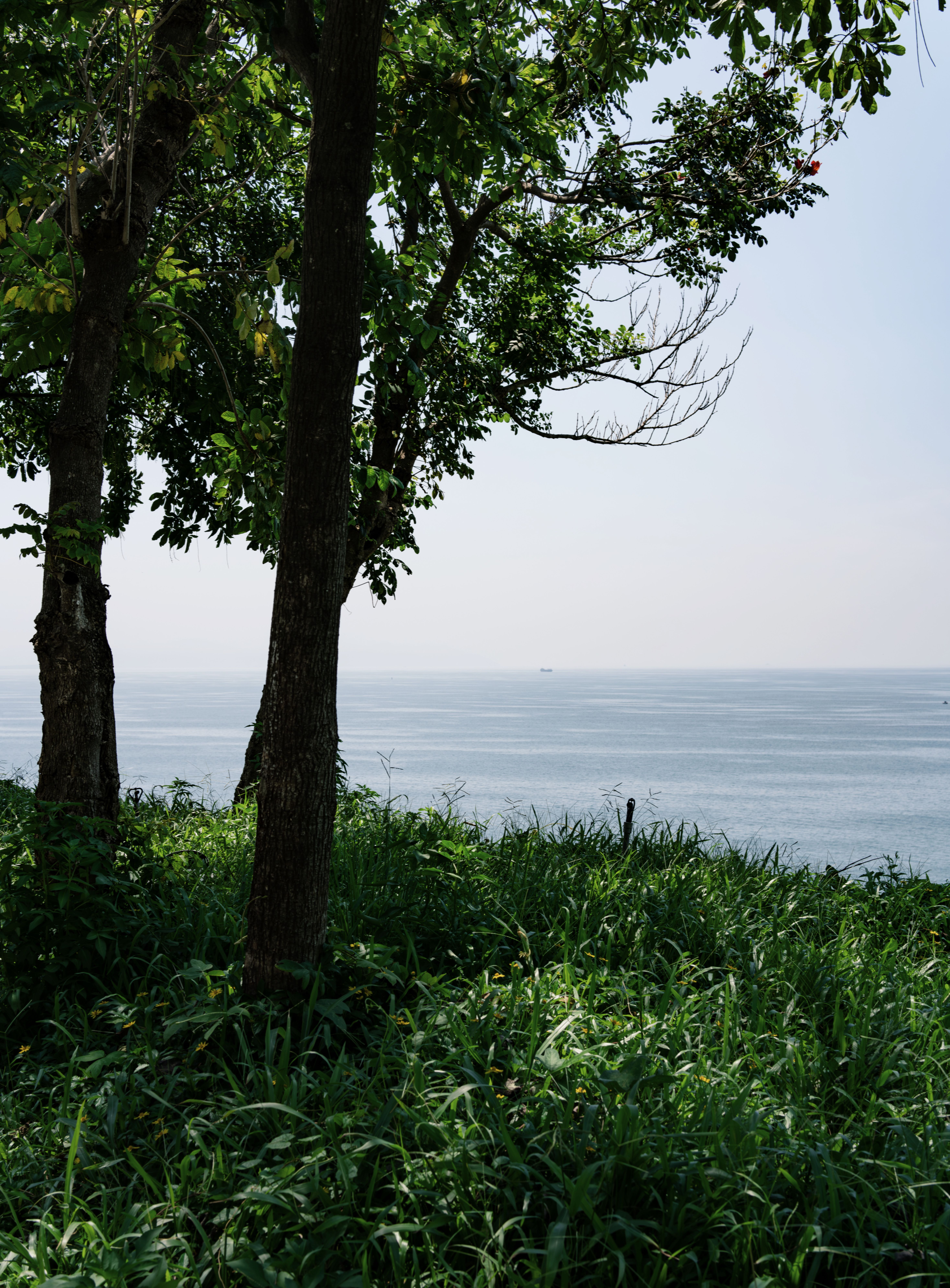 Tranquil Sea View through Lush Trees · Free Stock Photo