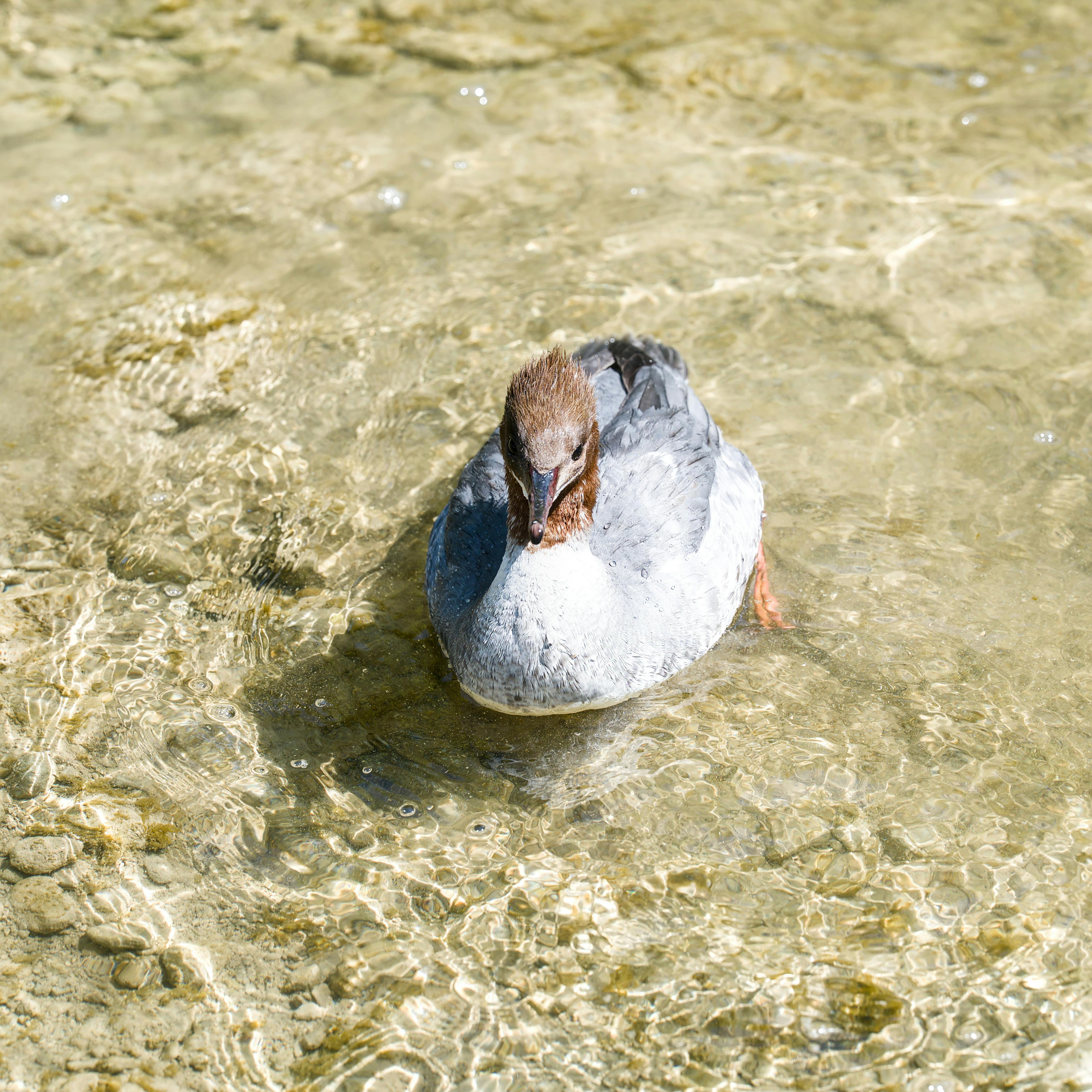 Wild Animals Slideshow Photos, Download The BEST Free Wild Animals ...