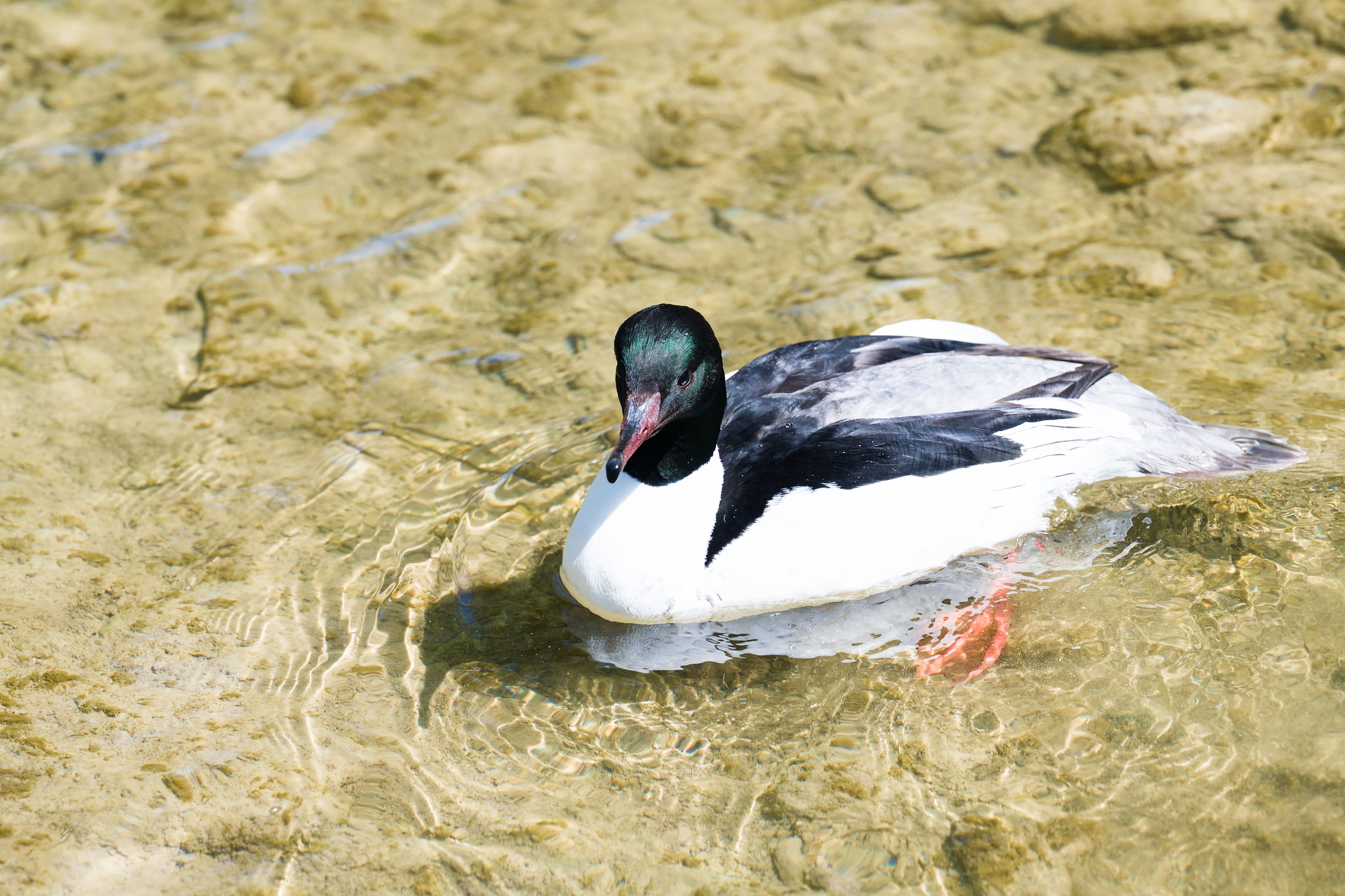 Male Common Merganser Duck in Clear Water · Free Stock Photo