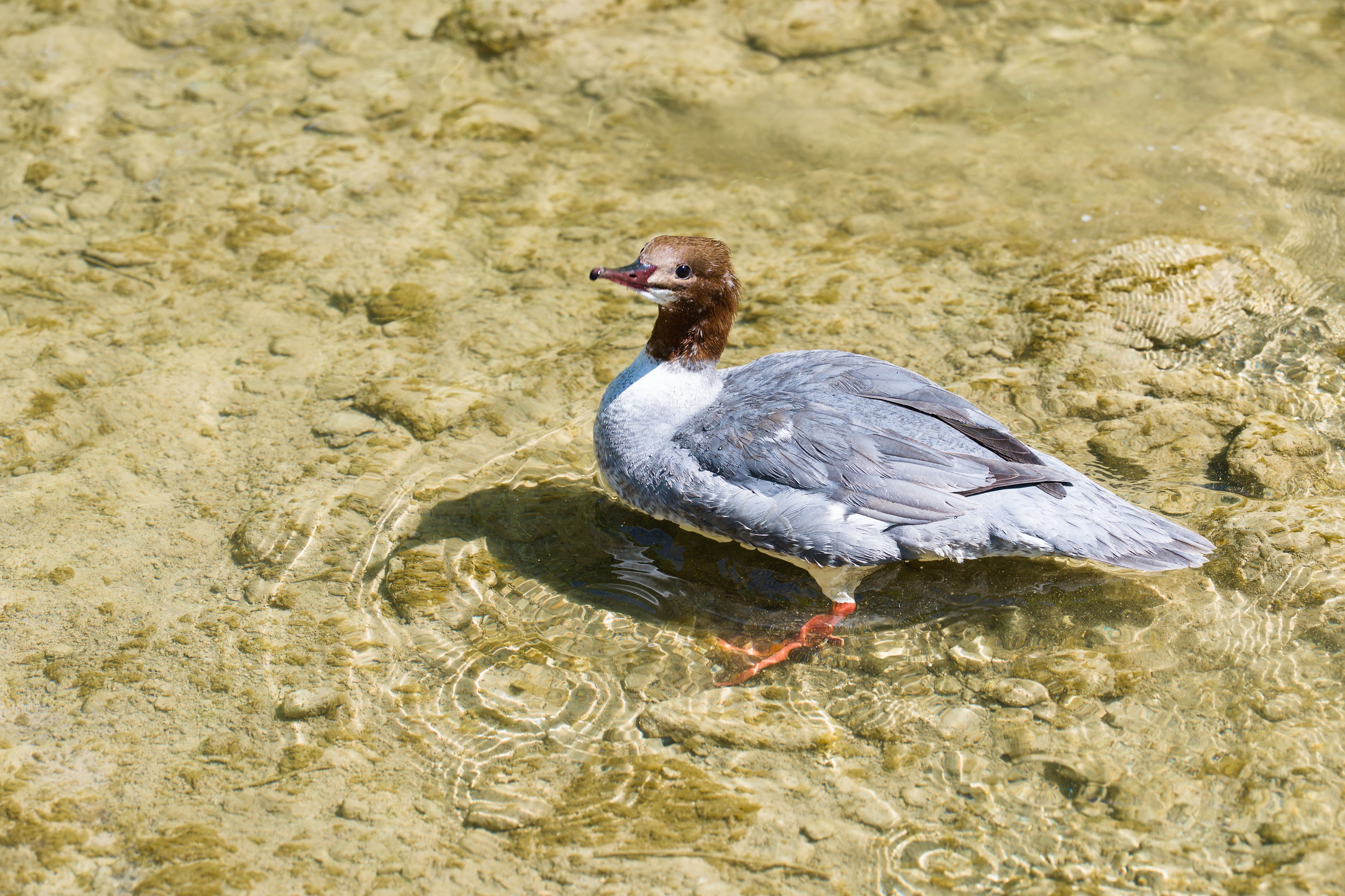 Wild Animals Slideshow Photos, Download The BEST Free Wild Animals ...
