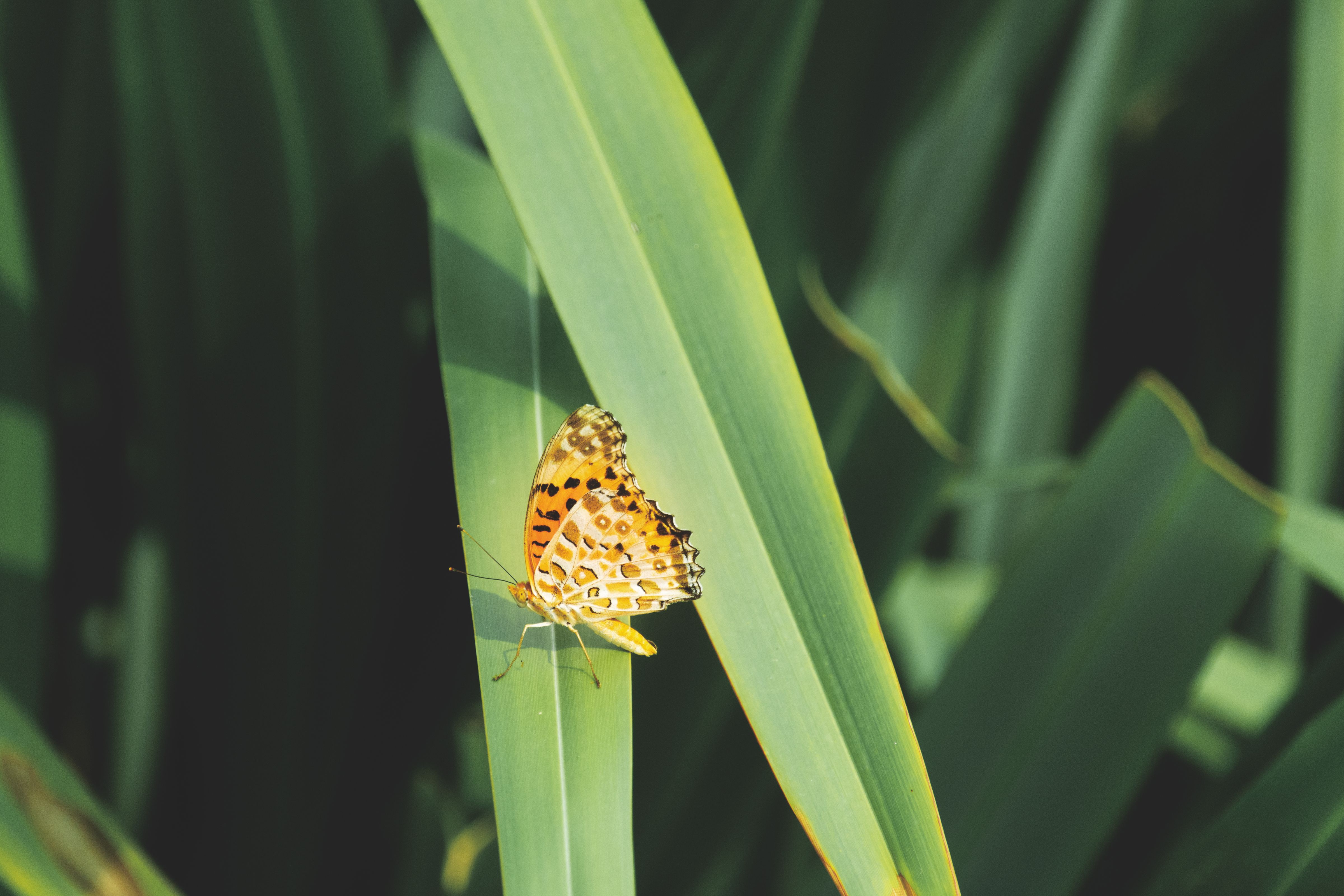 Scroller+Butterfly+Wings Photos, Download The BEST Free Scroller ...