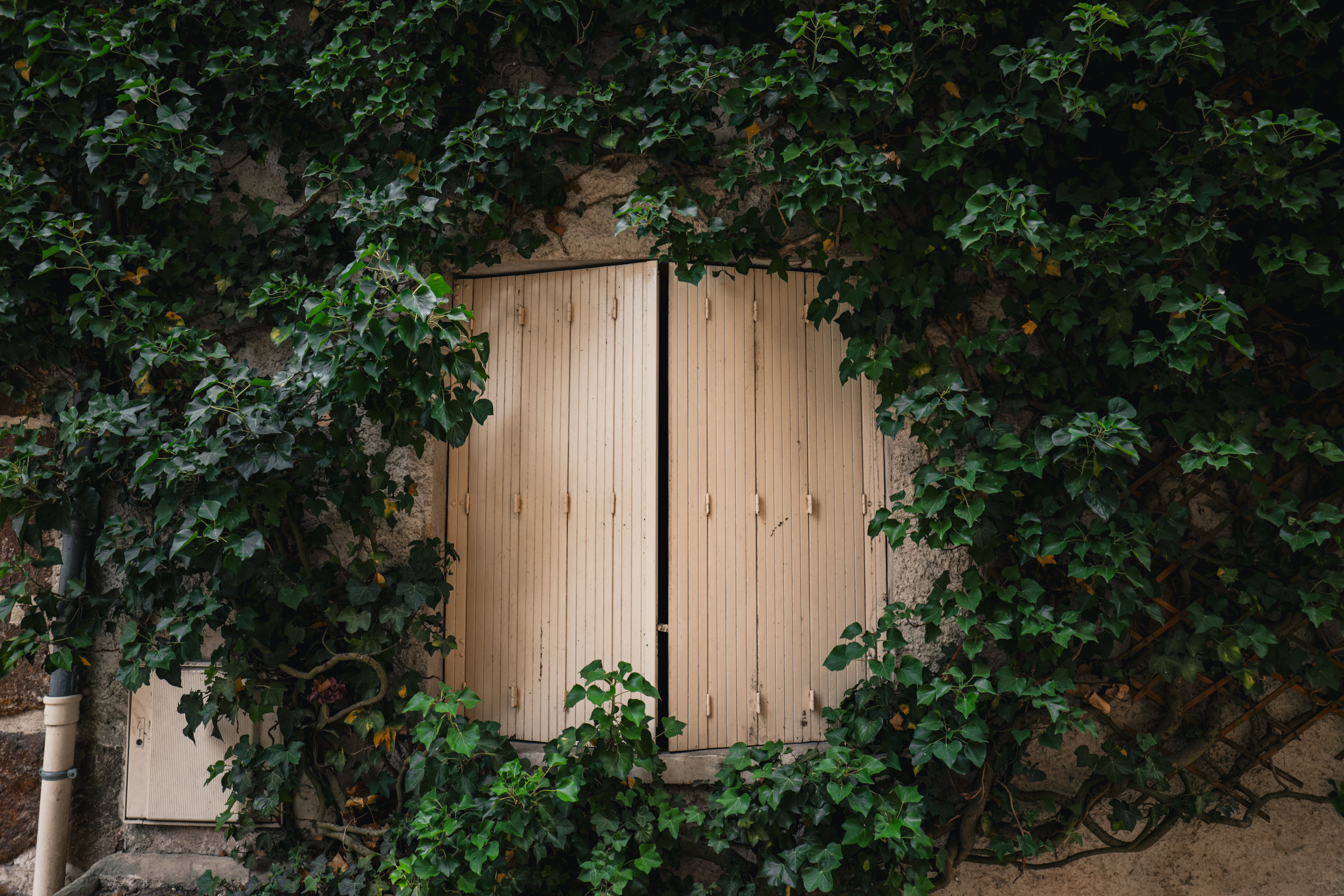 Charming Ivy-Covered Window in Sancerre, France · Free Stock Photo