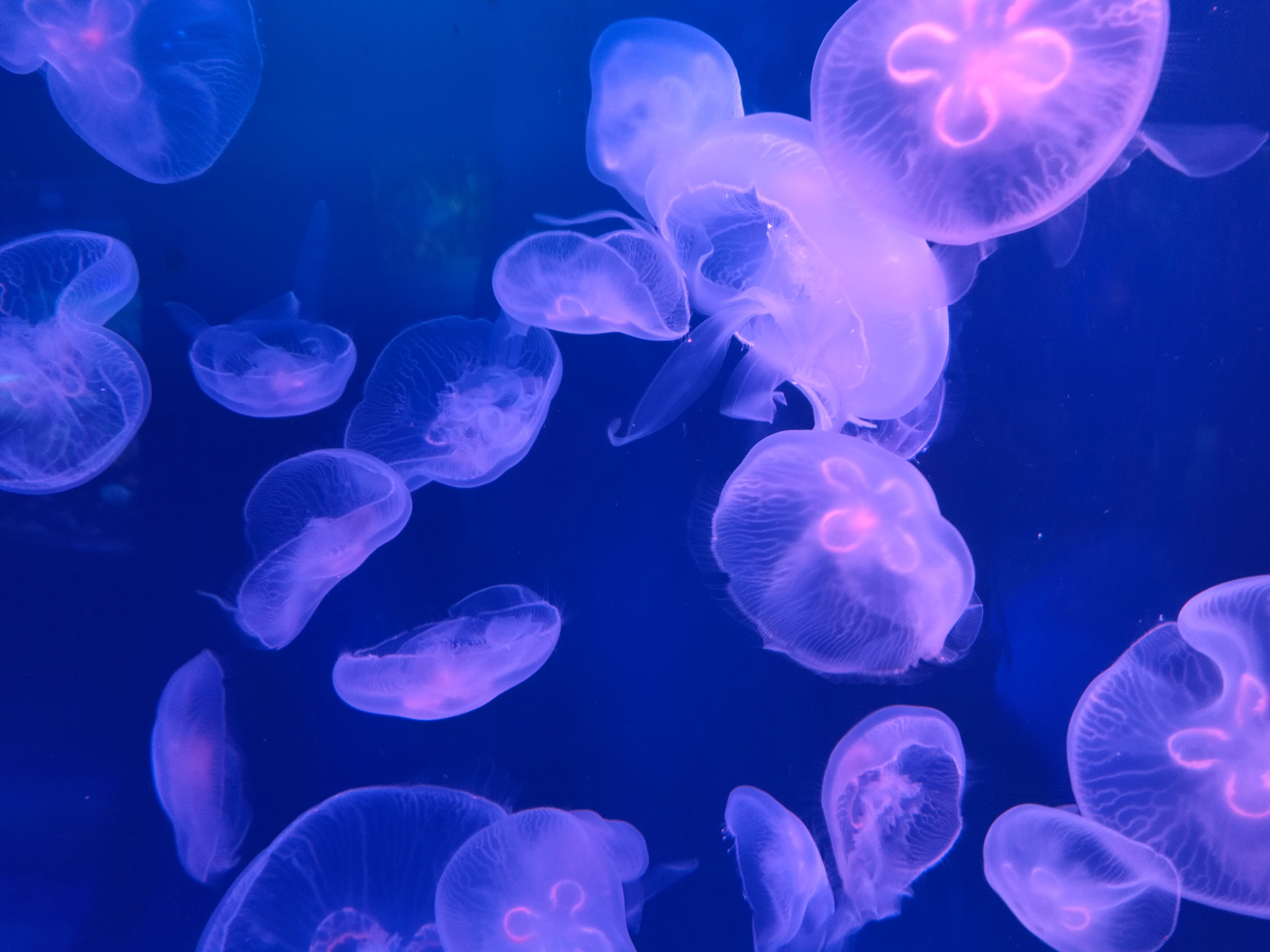 Foto de stock gratuita sobre acuario, ambiente marino, animales marinos ...