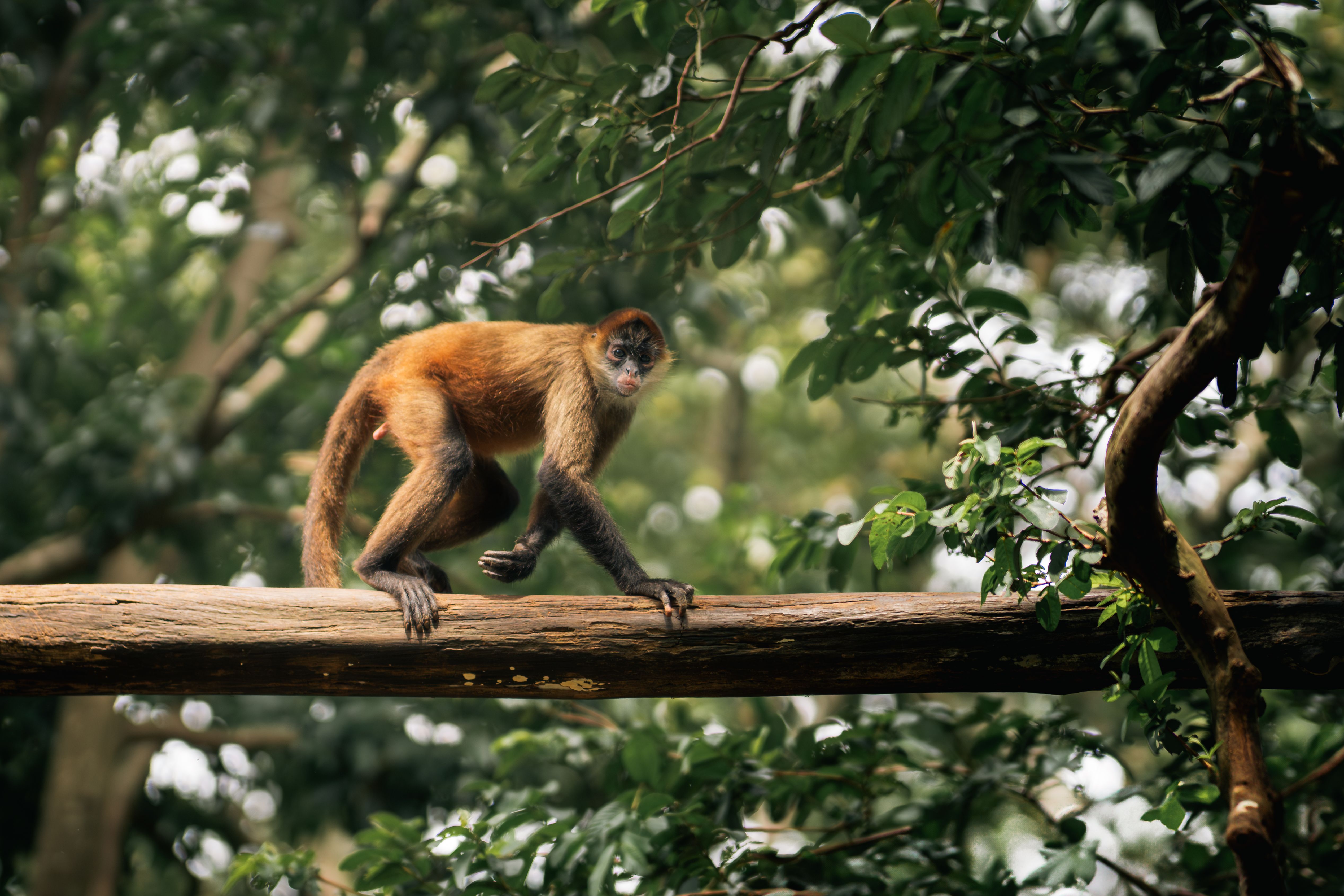 Central American Spider Monkey in Costa Rica · Free Stock Photo
