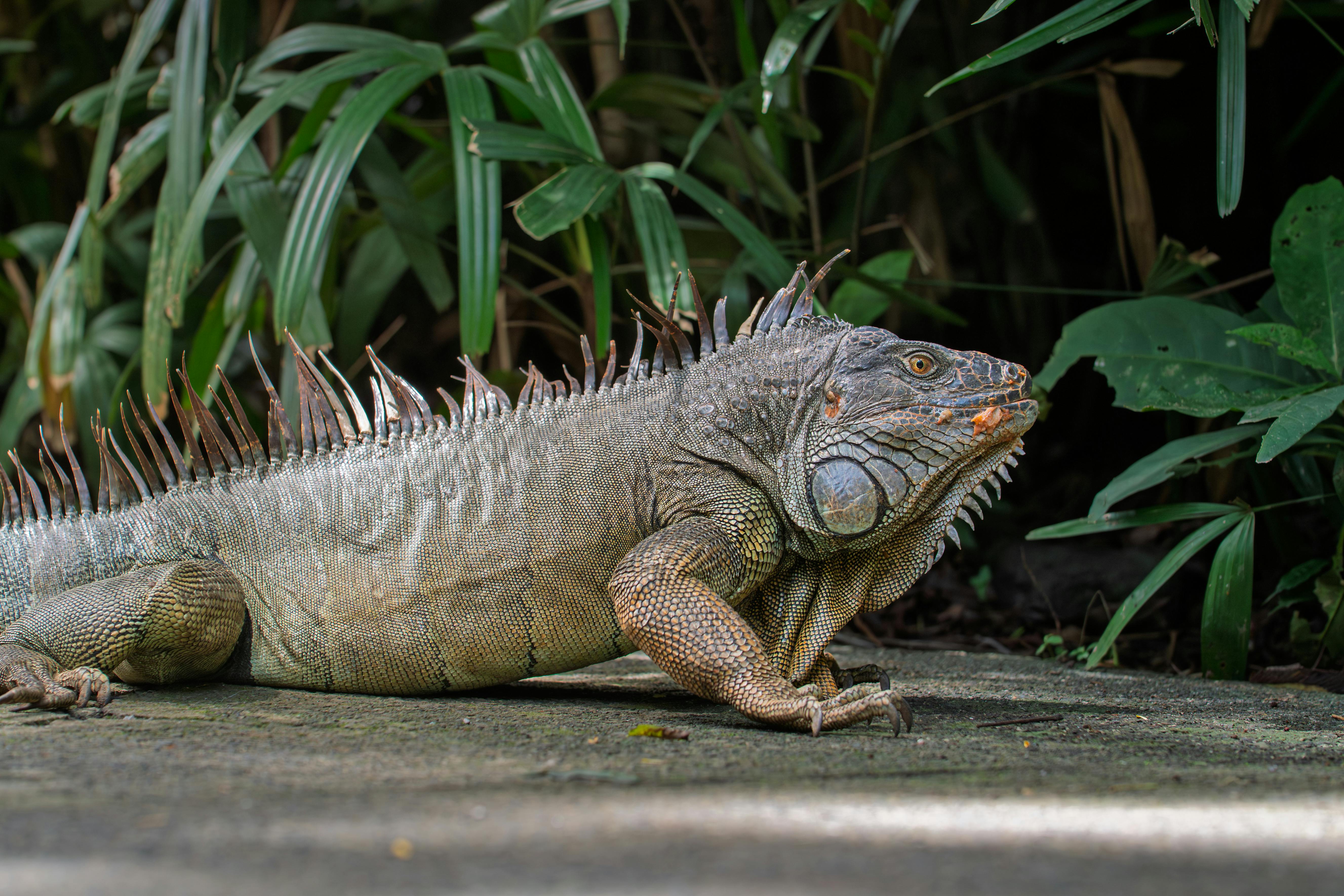 Lizards of South America: Types, Facts, and Diversity