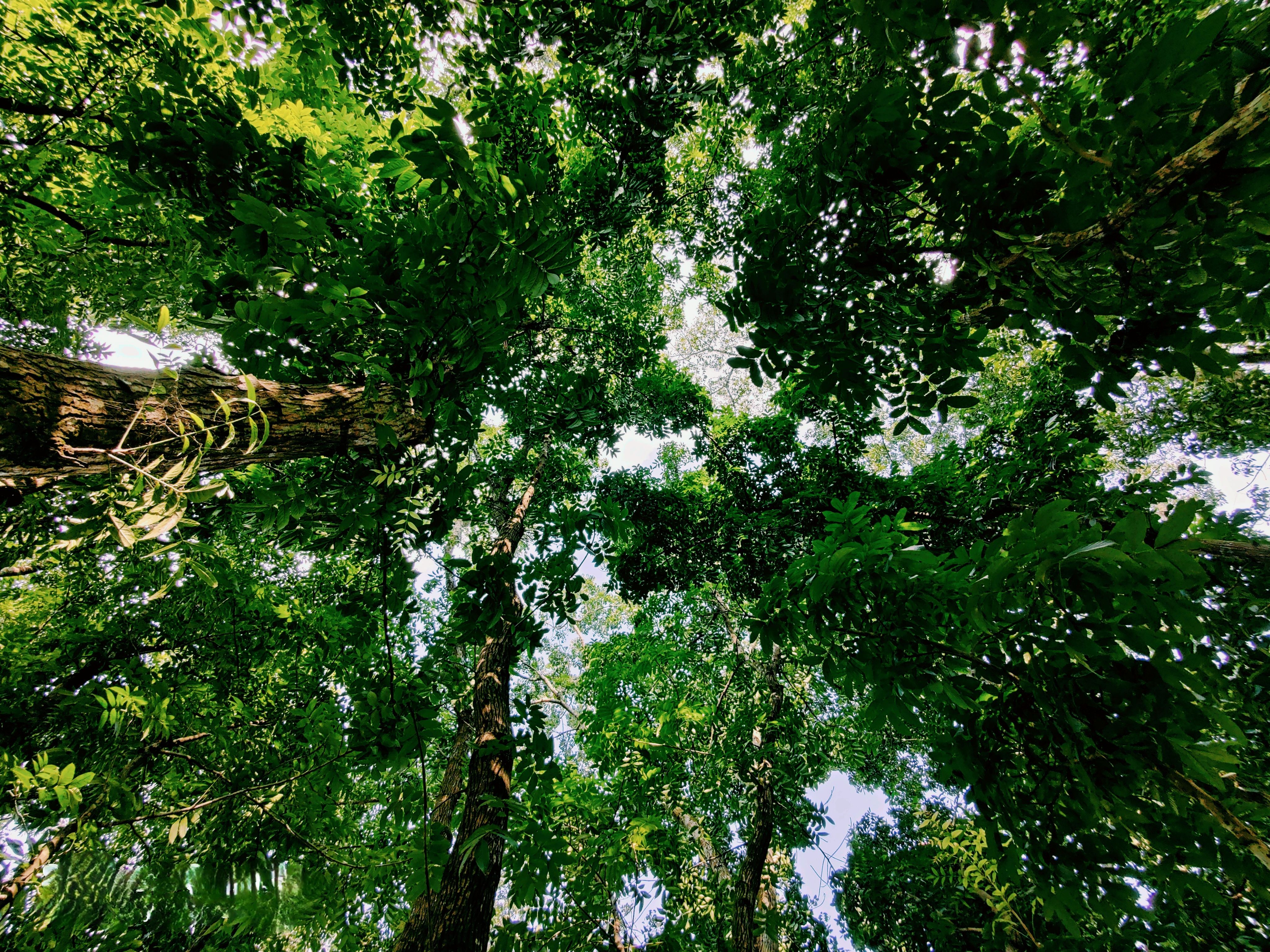 Lush Green Forest Canopy Viewed from Below · Free Stock Photo